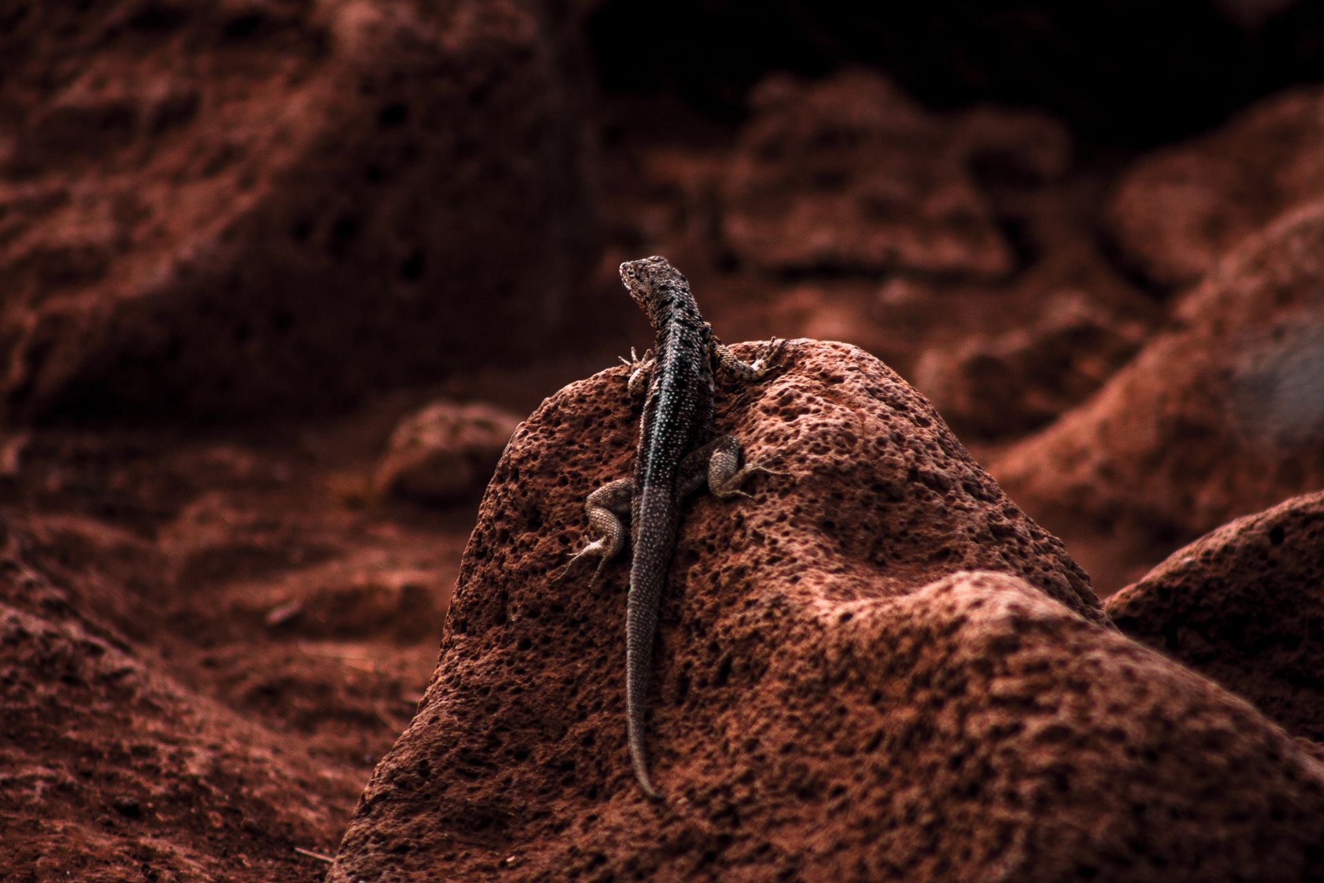lava lizard galapagos facts and behavior patterns