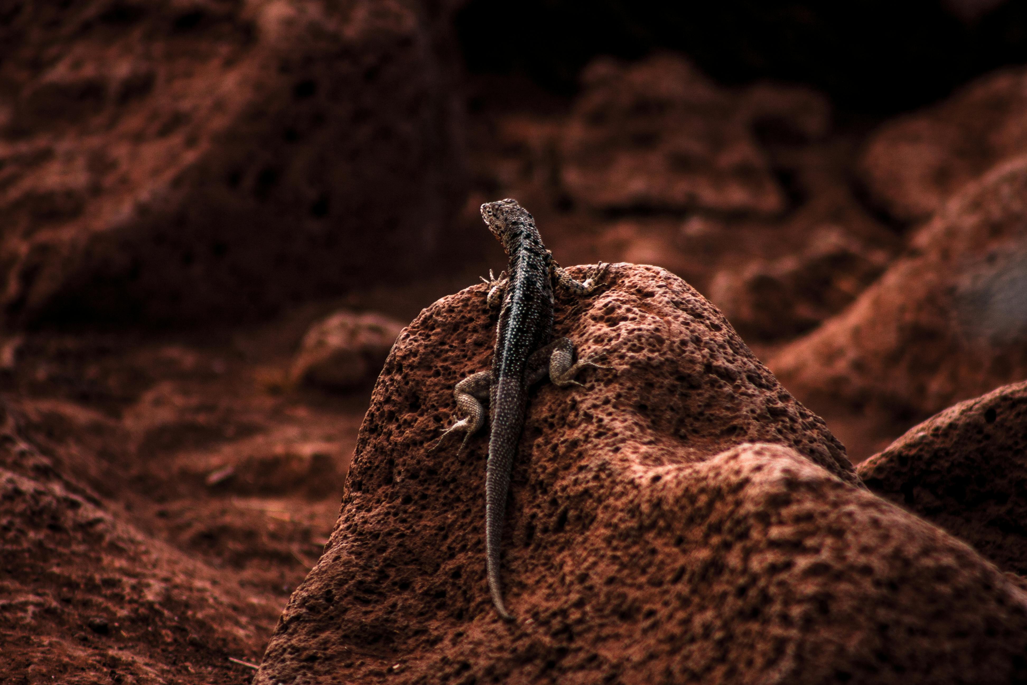 Galapagos Lava Lizard on Red Rock · Free Stock Photo