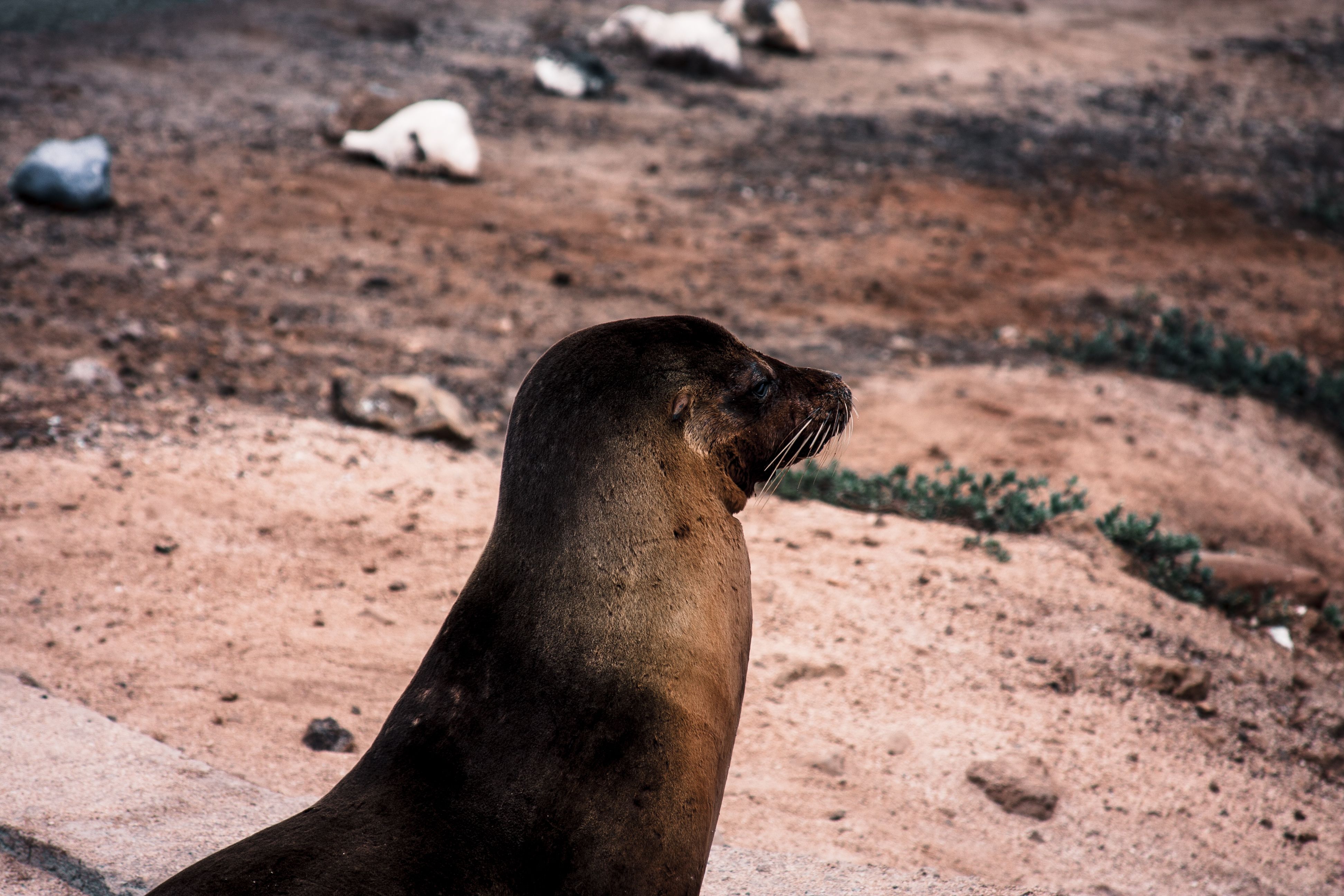 Galapagos Sea Lion Portrait · Free Stock Photo