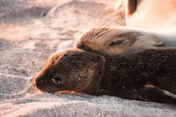 Galapagos Tortoises: Evolution, Size, and Behavior Explained