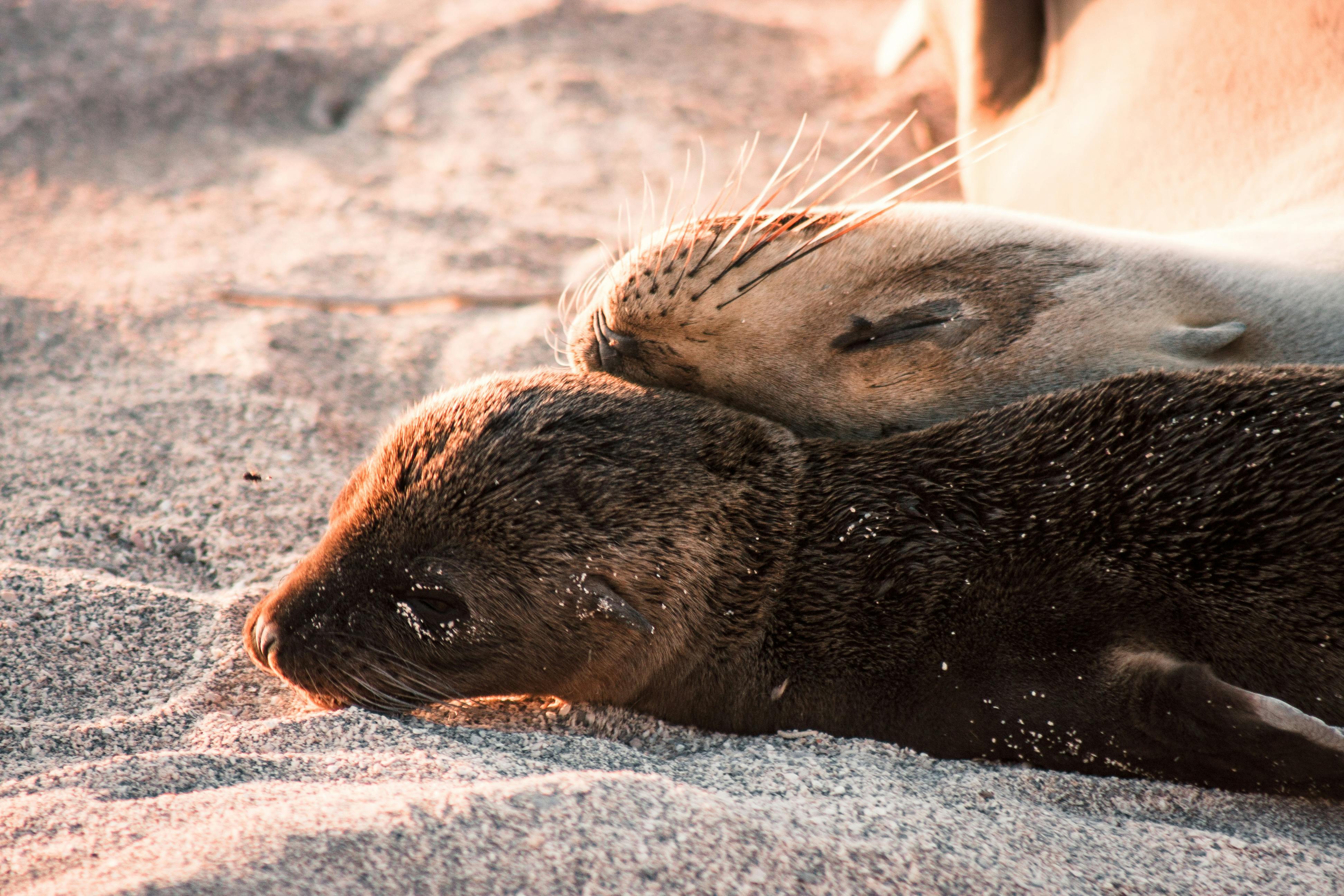 Ocean Conservation Photos, Download The BEST Free Ocean Conservation ...