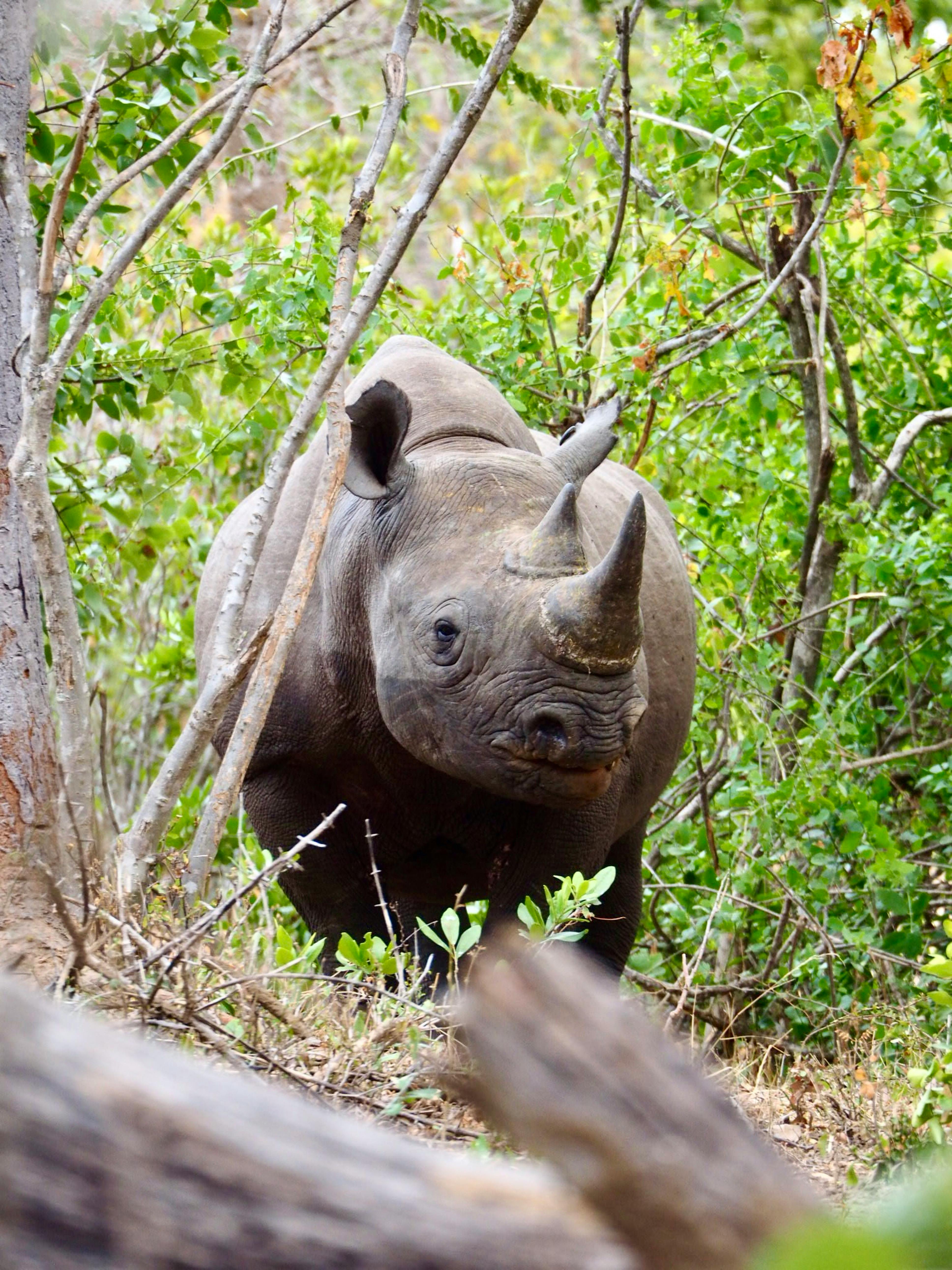 Black rhinoceros in Liwonde national park Malawi · Free Stock Photo
