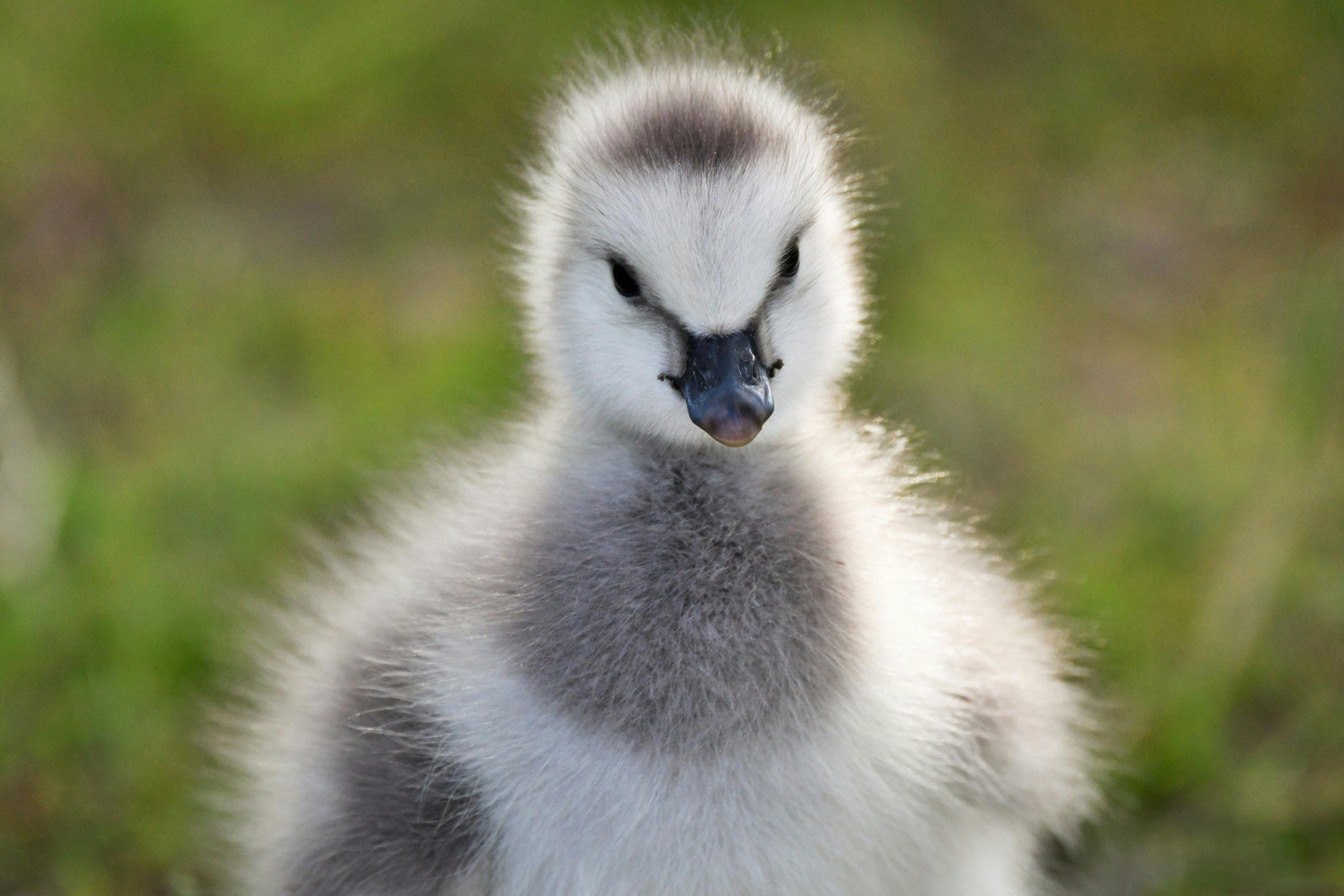 Portrait of Duckling · Free Stock Photo