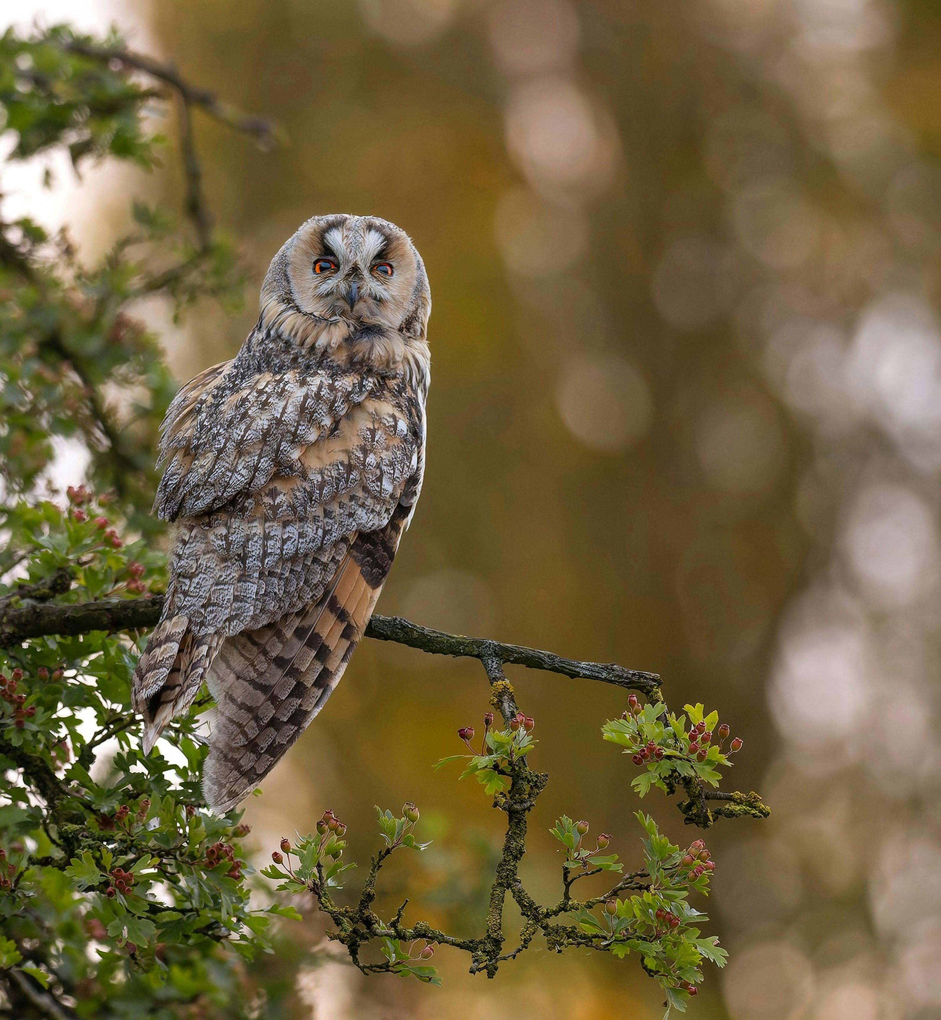 Star Owl Photos, Download The BEST Free Star Owl Stock Photos & HD Images