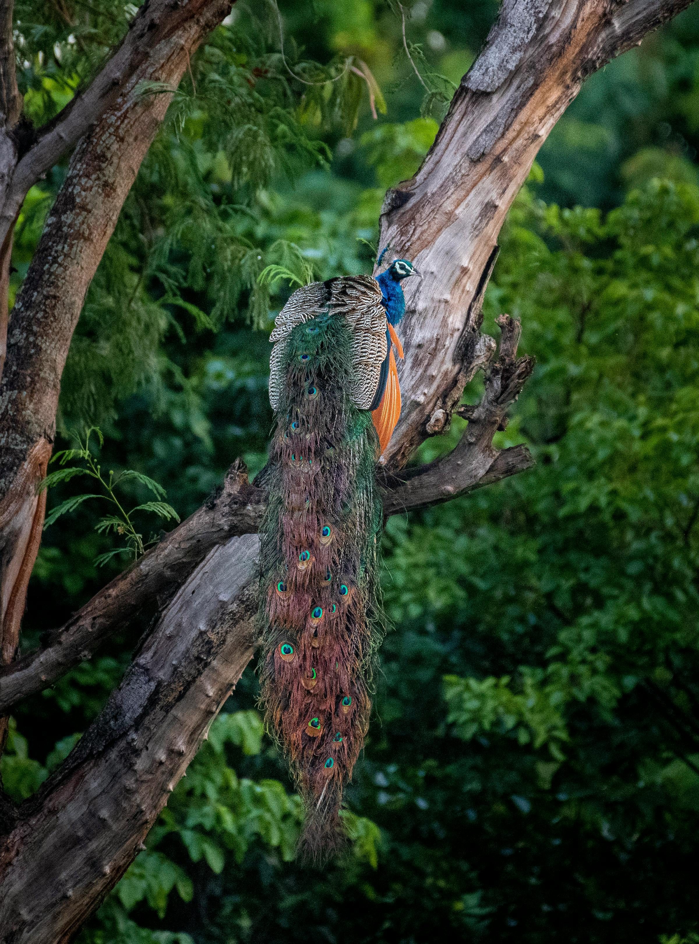 Peafowl Perching on Tree · Free Stock Photo