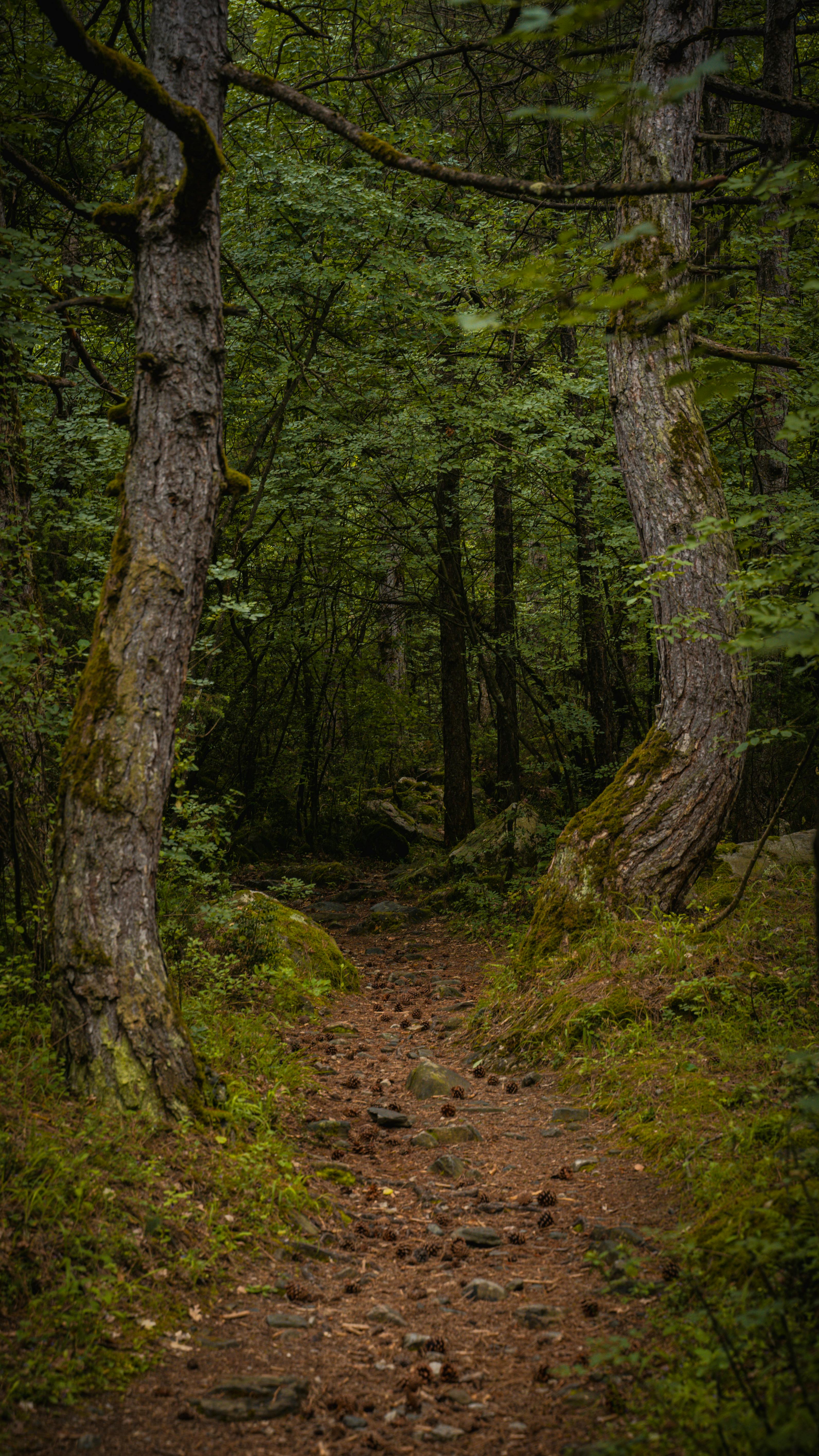 Forest With Path Photos, Download The BEST Free Forest With Path Stock ...