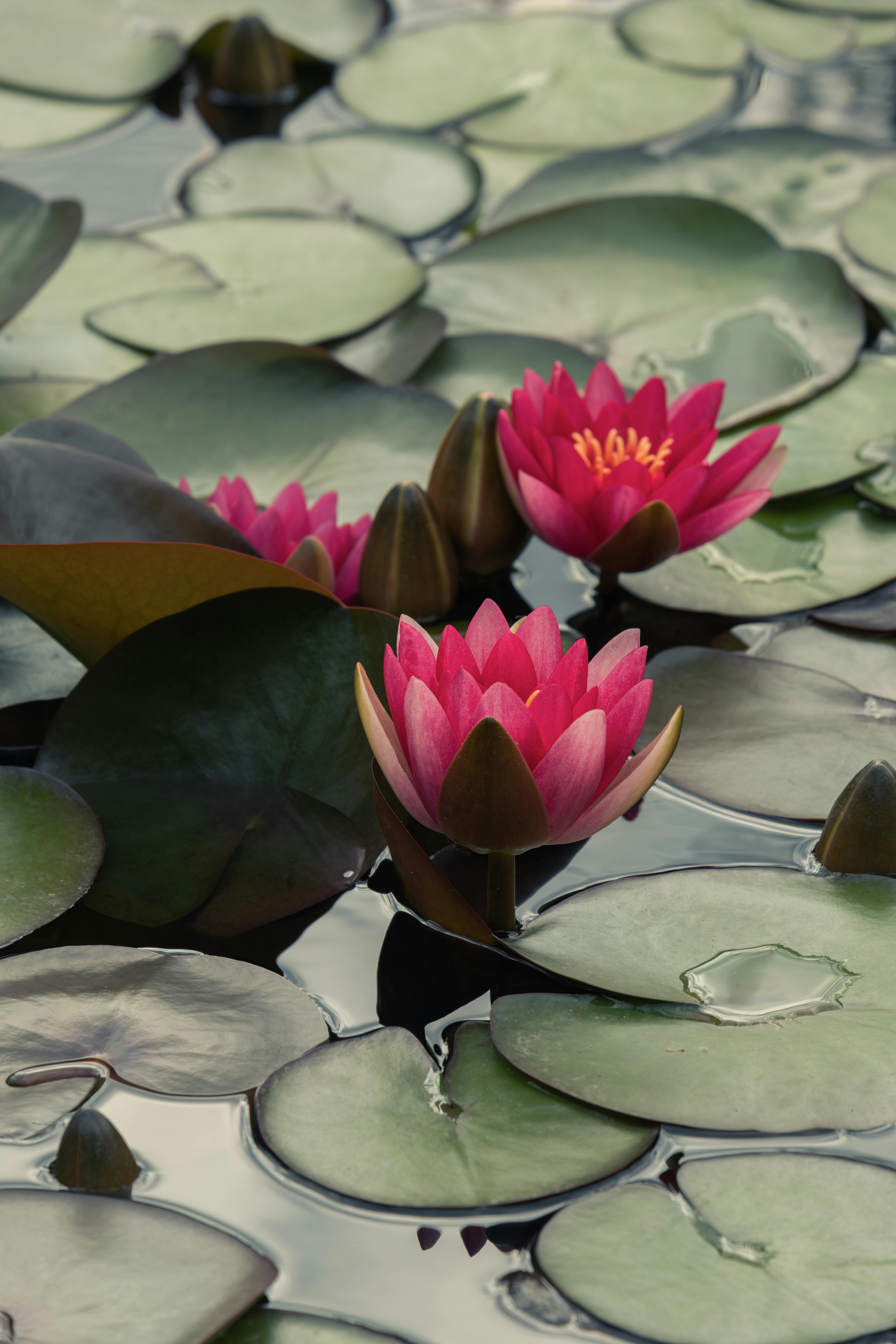 Red Lotus Flowers · Free Stock Photo