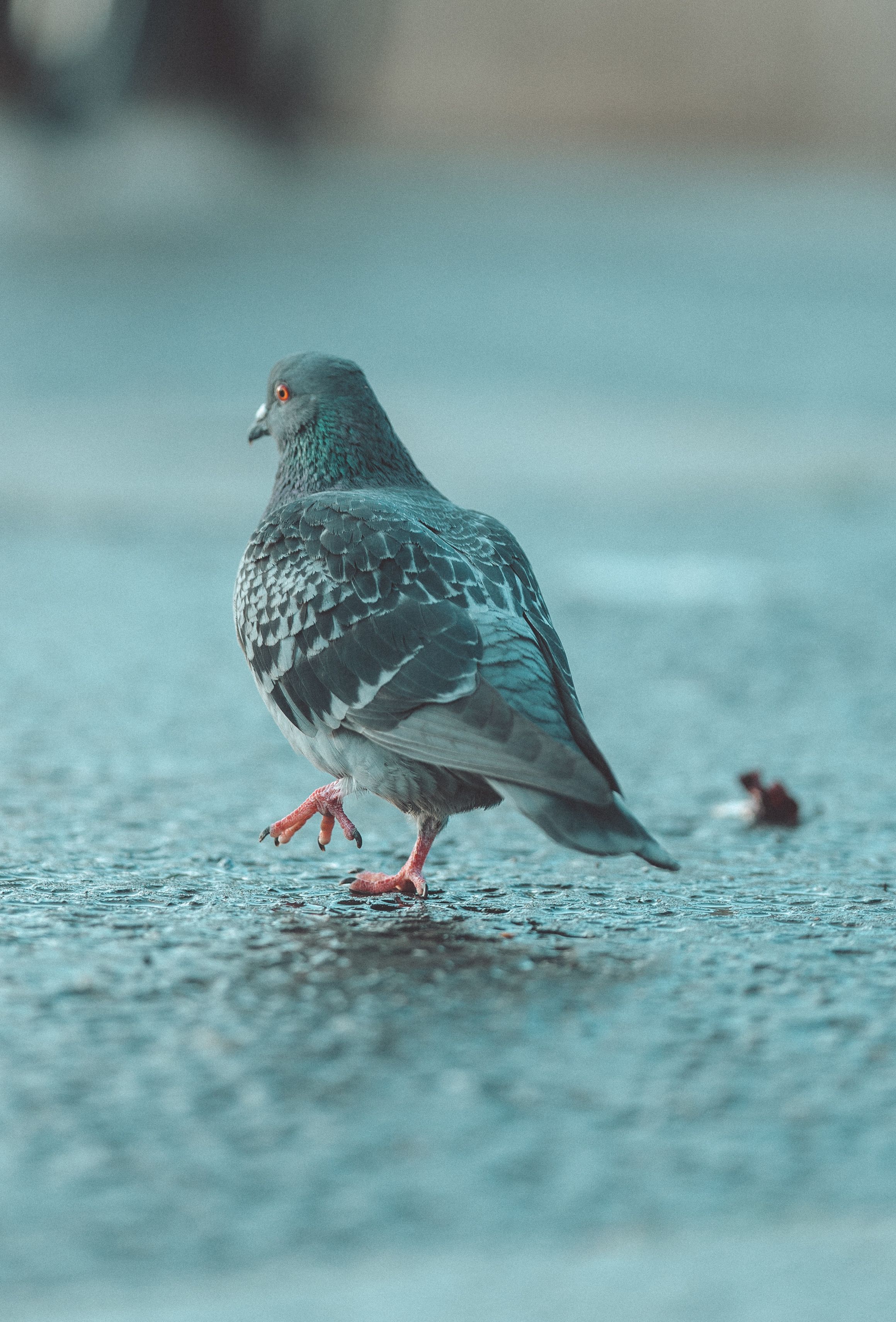 Back View of Walking Pigeon · Free Stock Photo