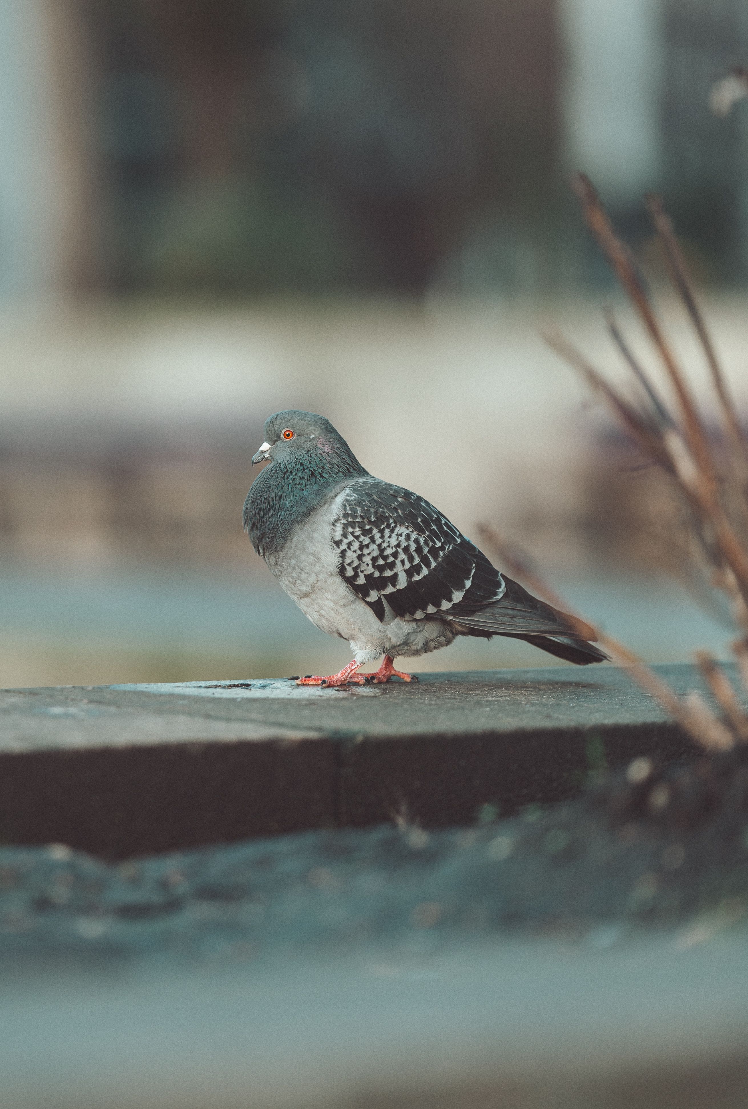 10.000+ Foto Burung Merpati Terbaik · Unduh Gratis 100% · Foto Stok Pexels