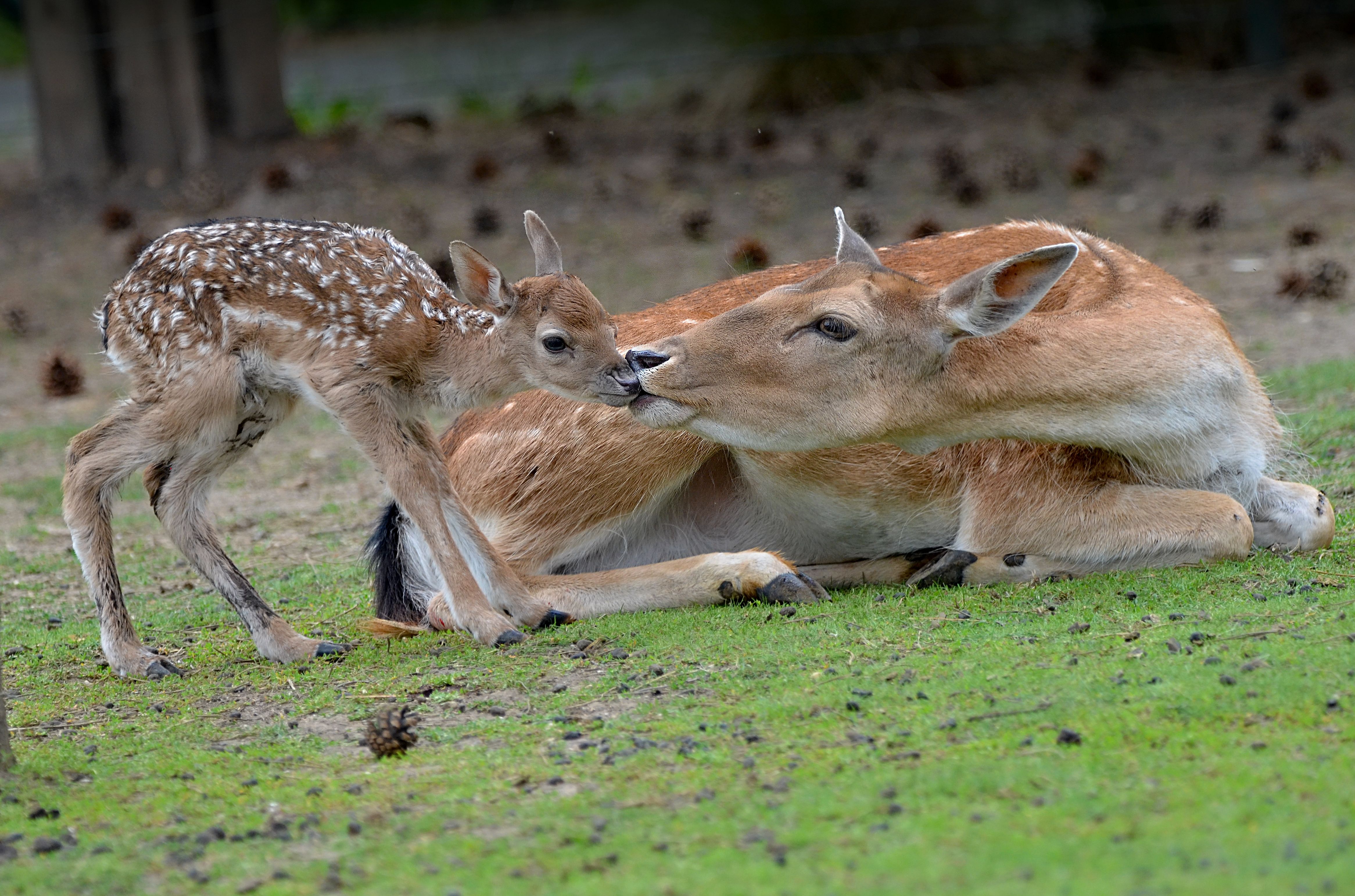 Deer Lying Down with Fawn · Free Stock Photo