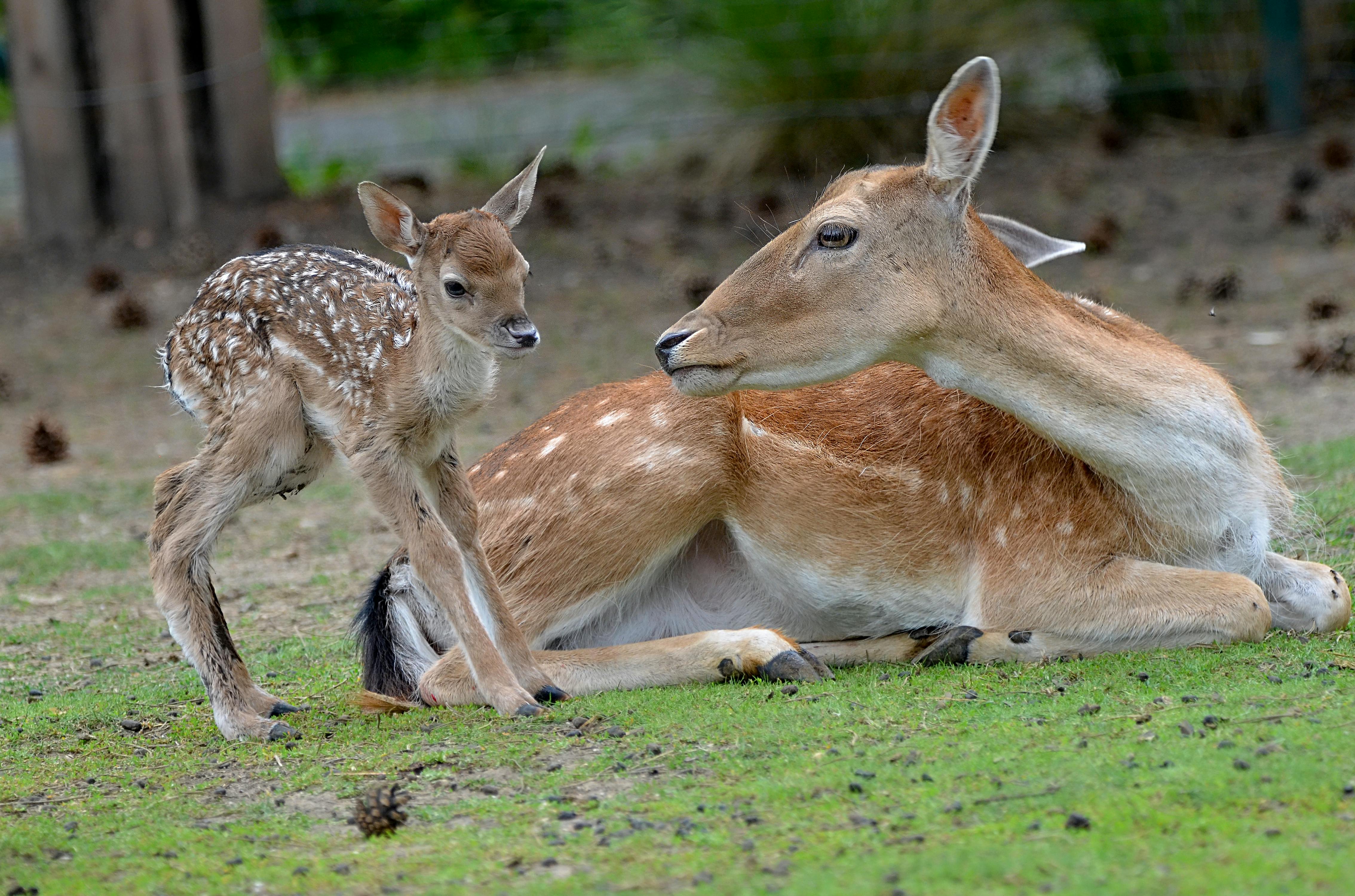 Deer and Fawn in Nature · Free Stock Photo