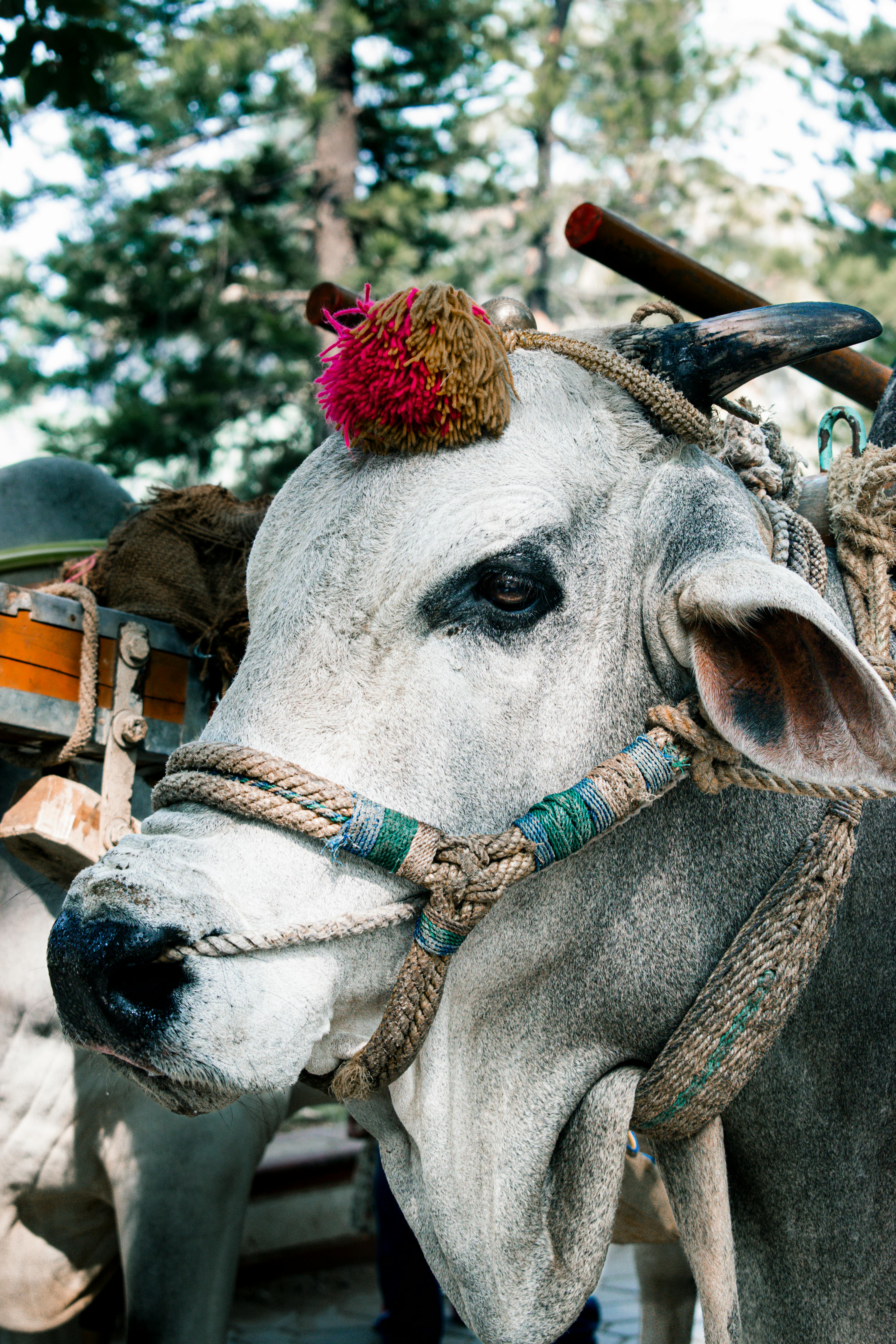 India Maps Photos, Download The BEST Free India Maps Stock Photos & HD ...