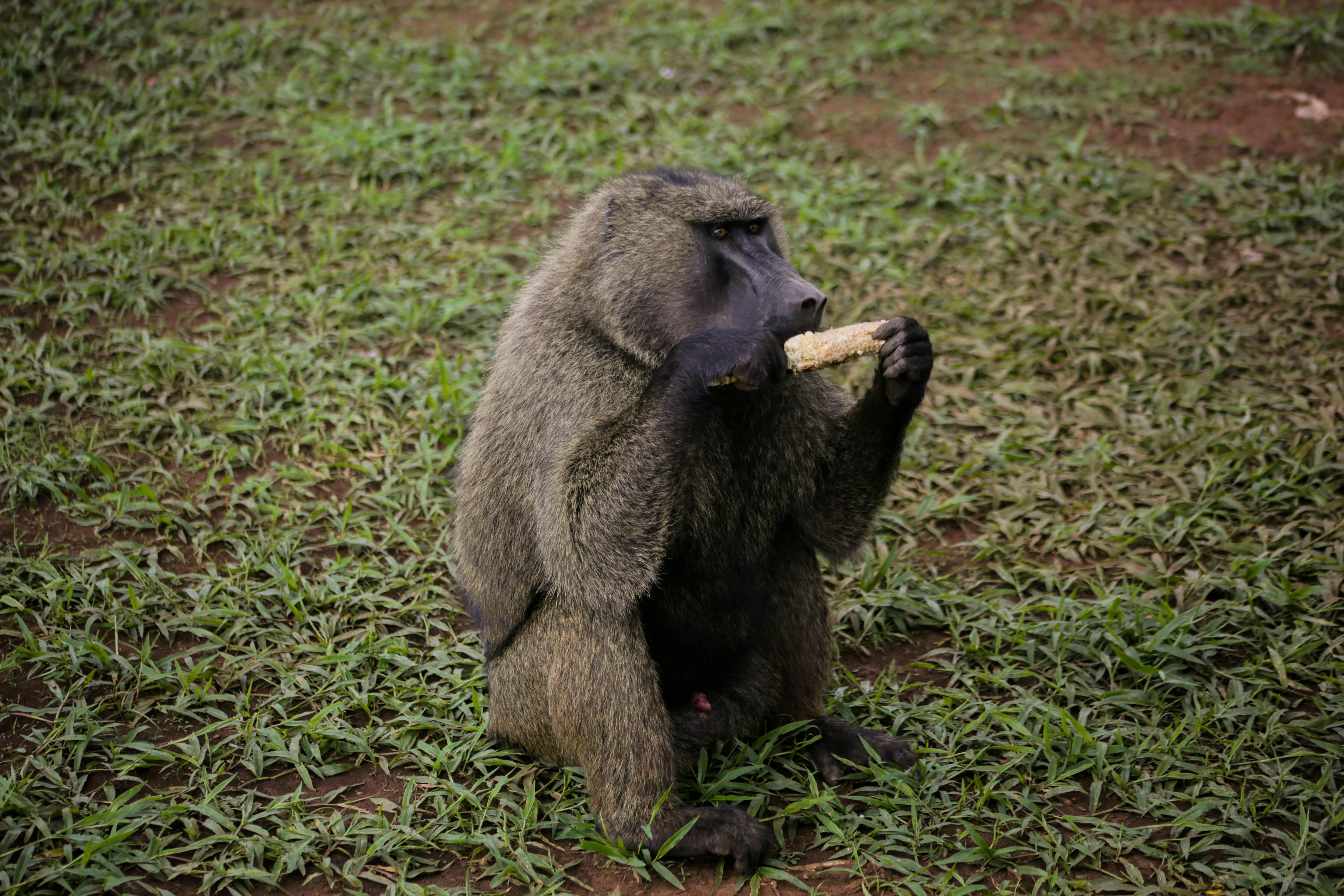 Free stock photo of animal park, baboon, eating