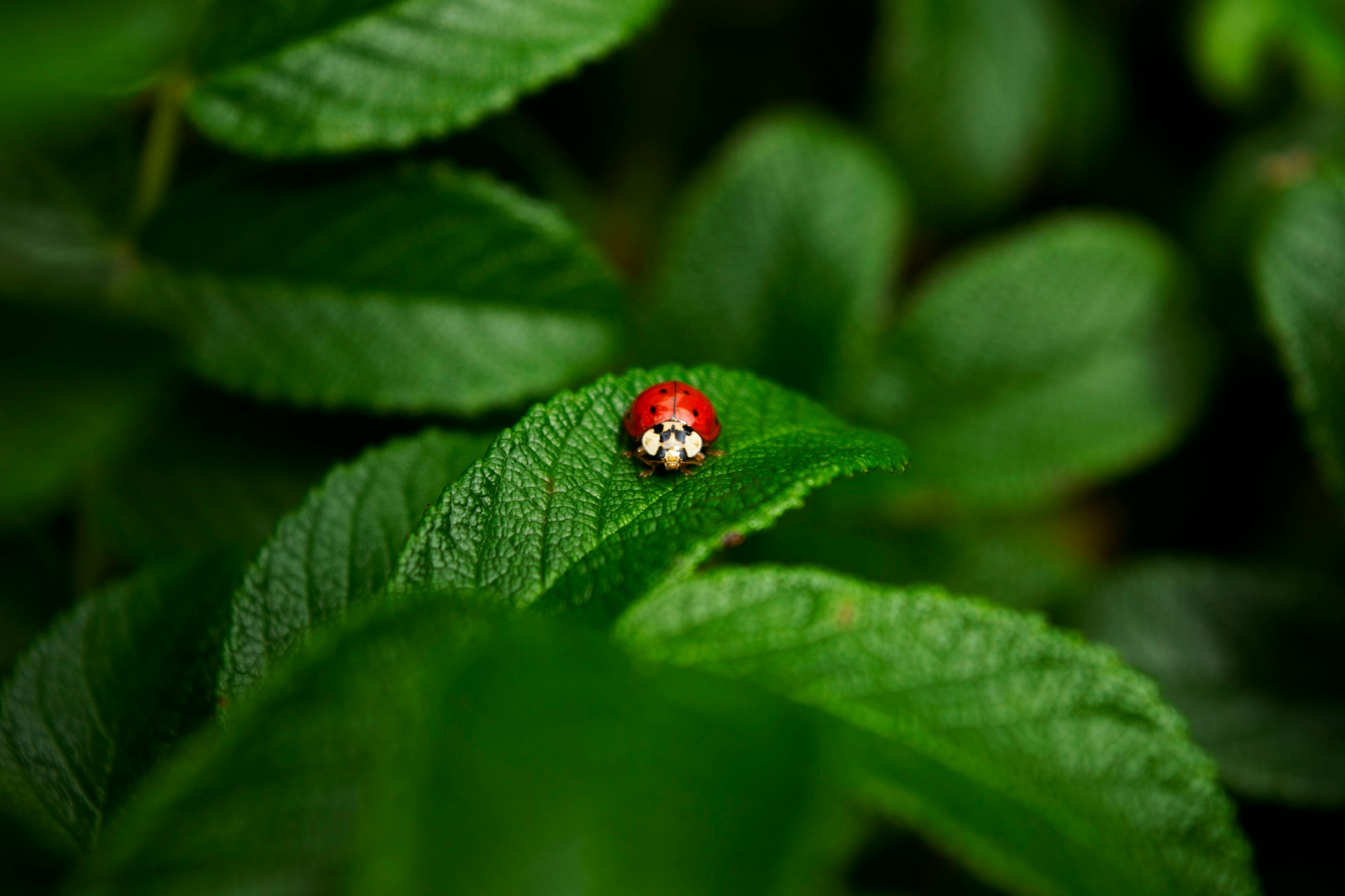 60,000+ Best Close Up Ladybug Photos · 100% Free Download · Pexels ...