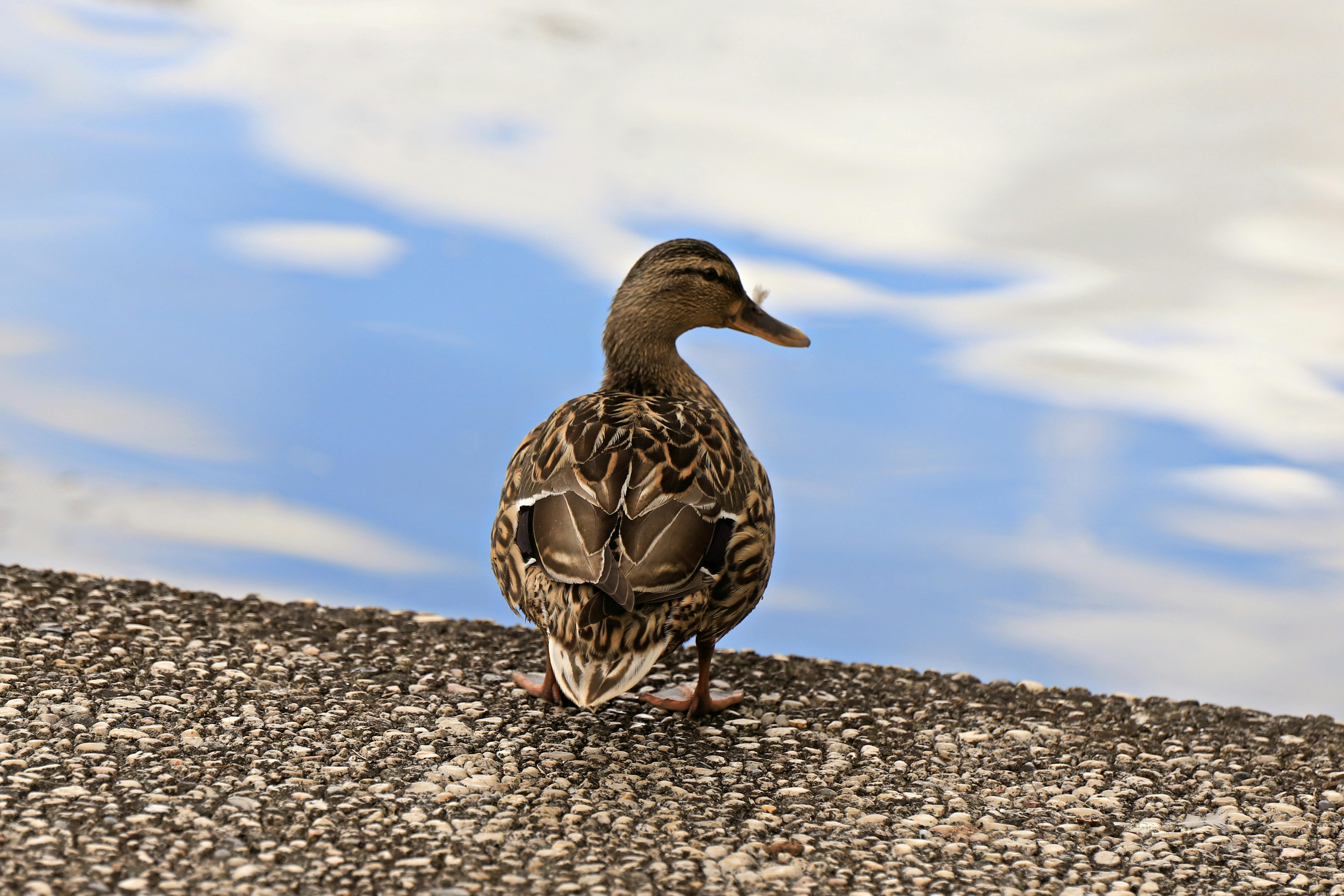 Ente · Free Stock Photo