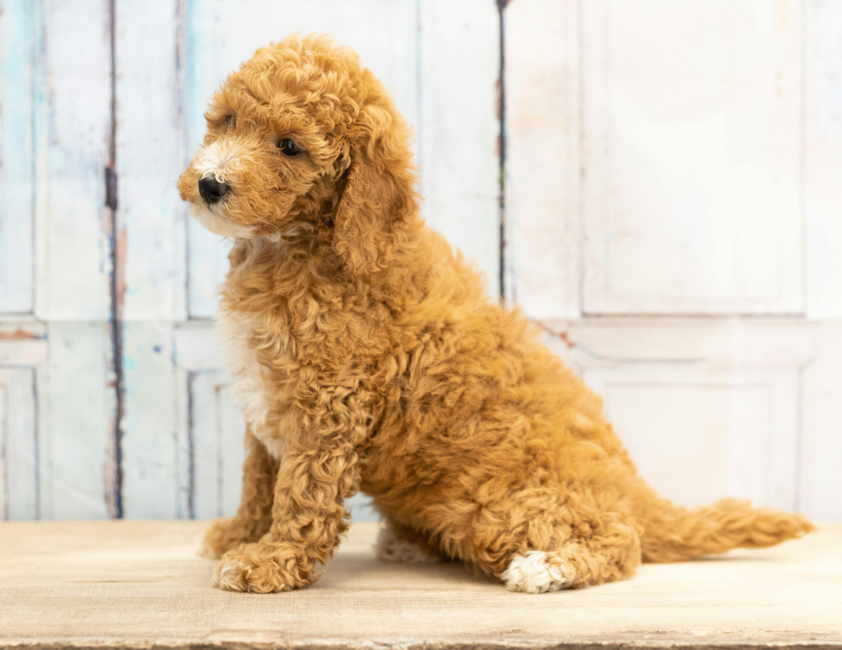 Poodles 2 Doodles · Photography