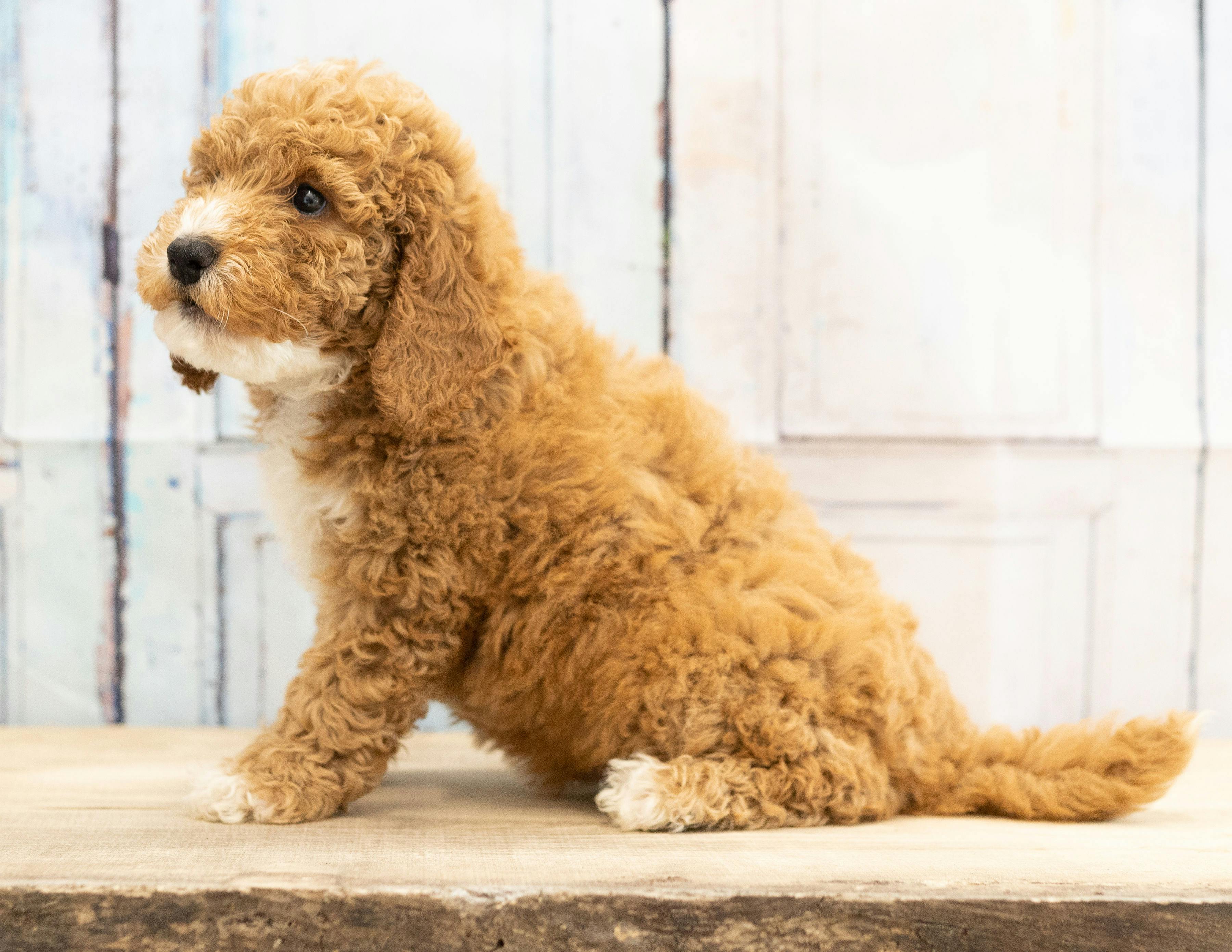 Poodles 2 Doodles · Photography