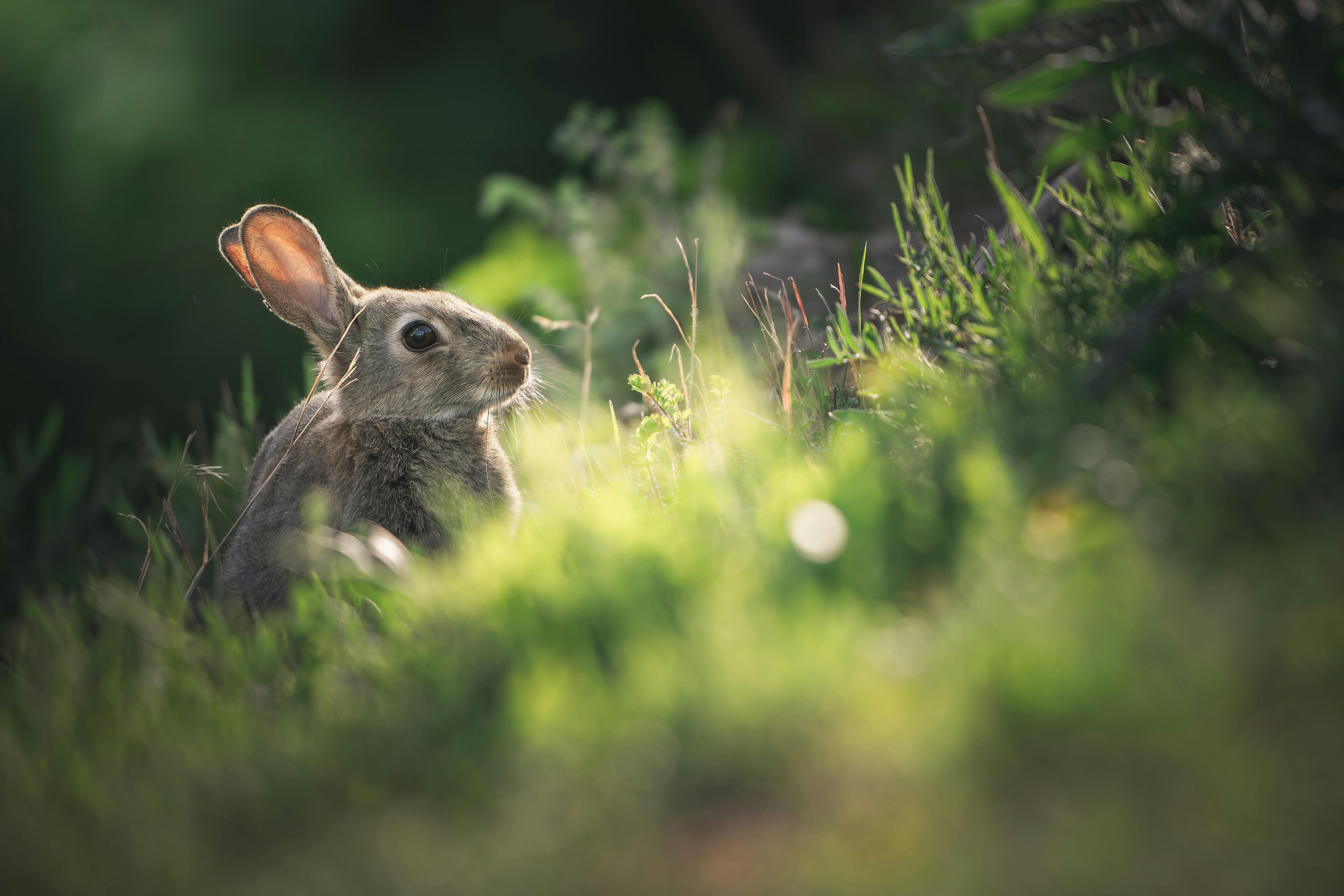 A Rabbit in the Grass · Free Stock Photo