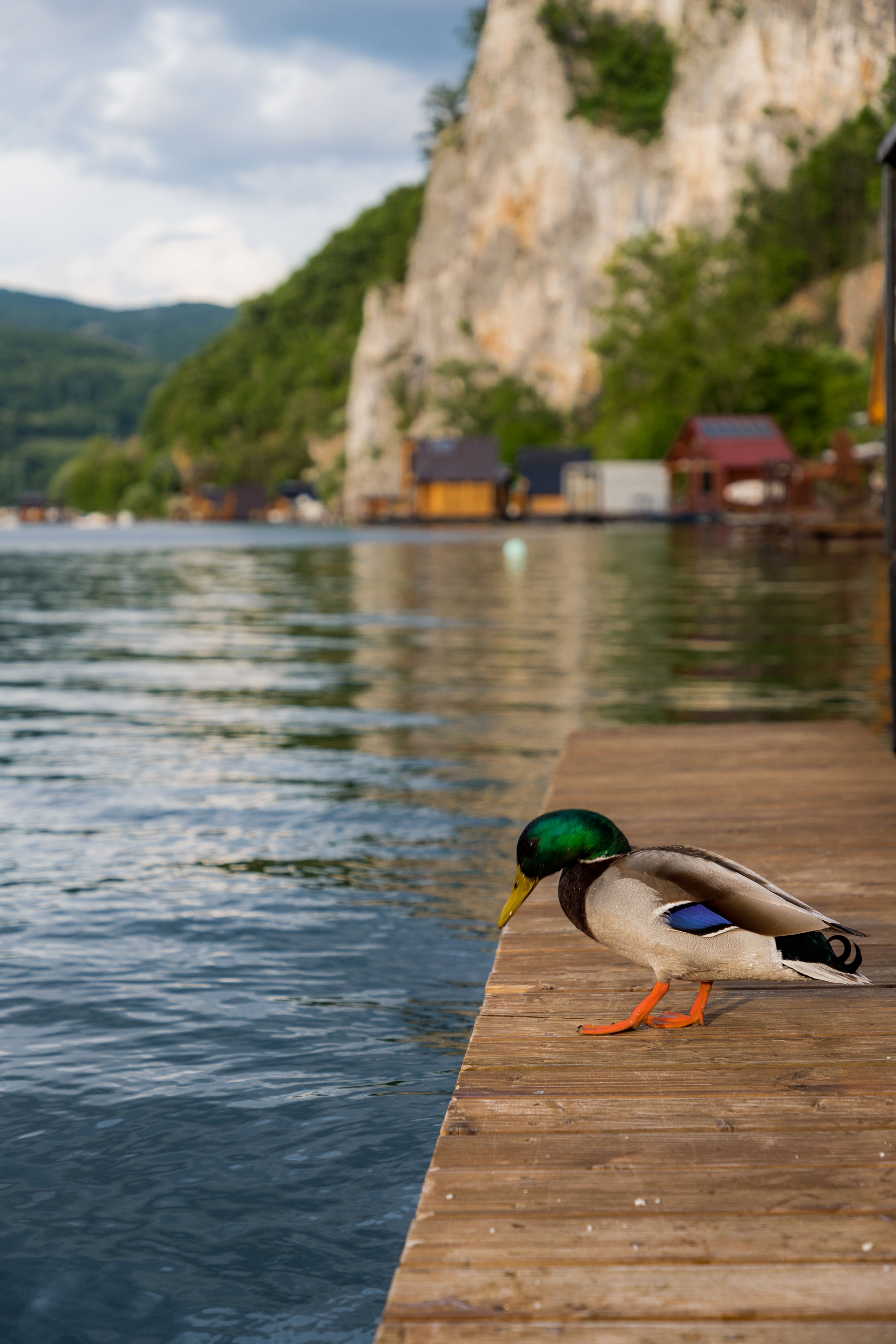 Duck on Wooden Pier Looking into Water · Free Stock Photo