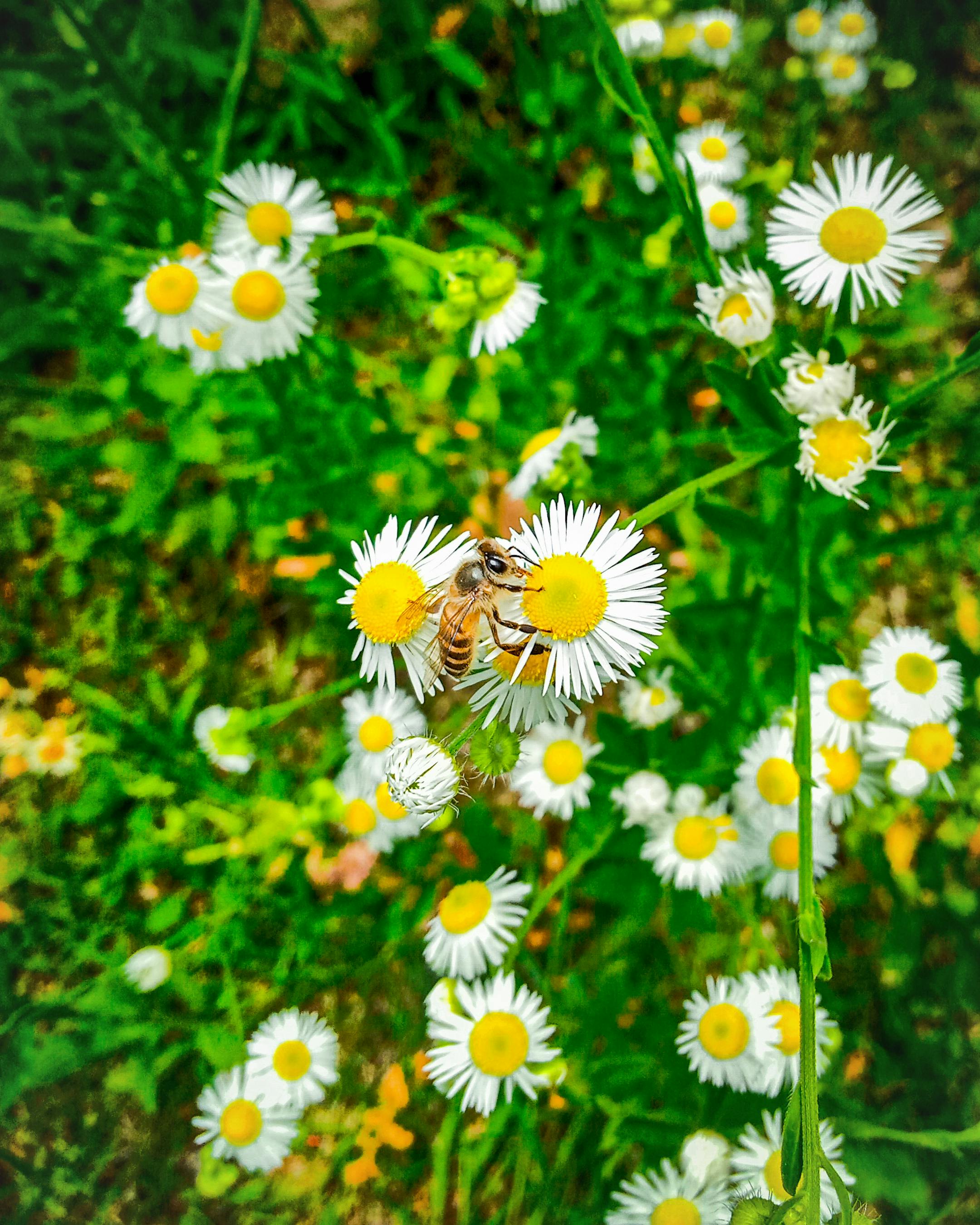 Bee Sitting on Daisy Fleabane Flower · Free Stock Photo