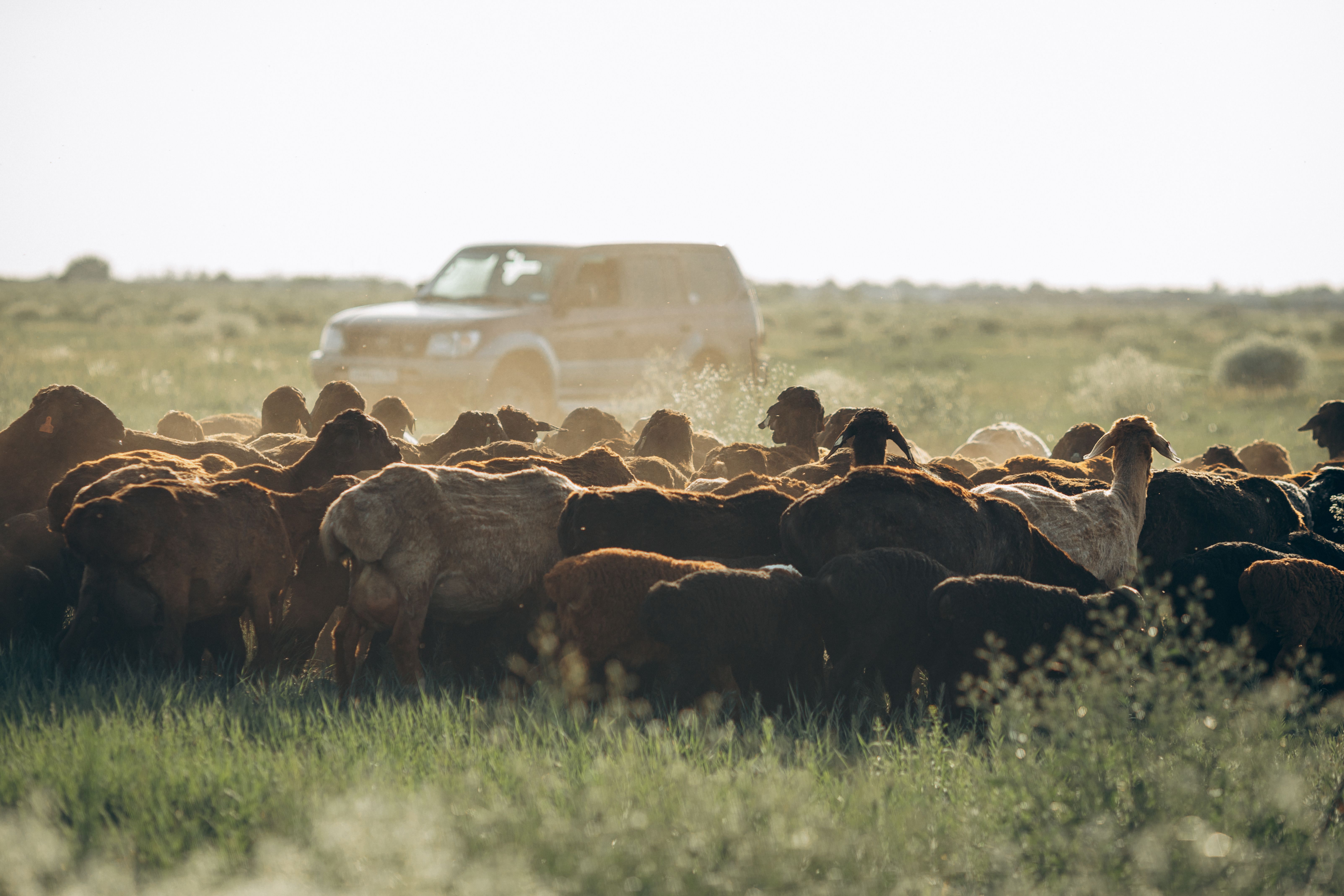 Car behind Flock of Sheep on Meadow · Free Stock Photo