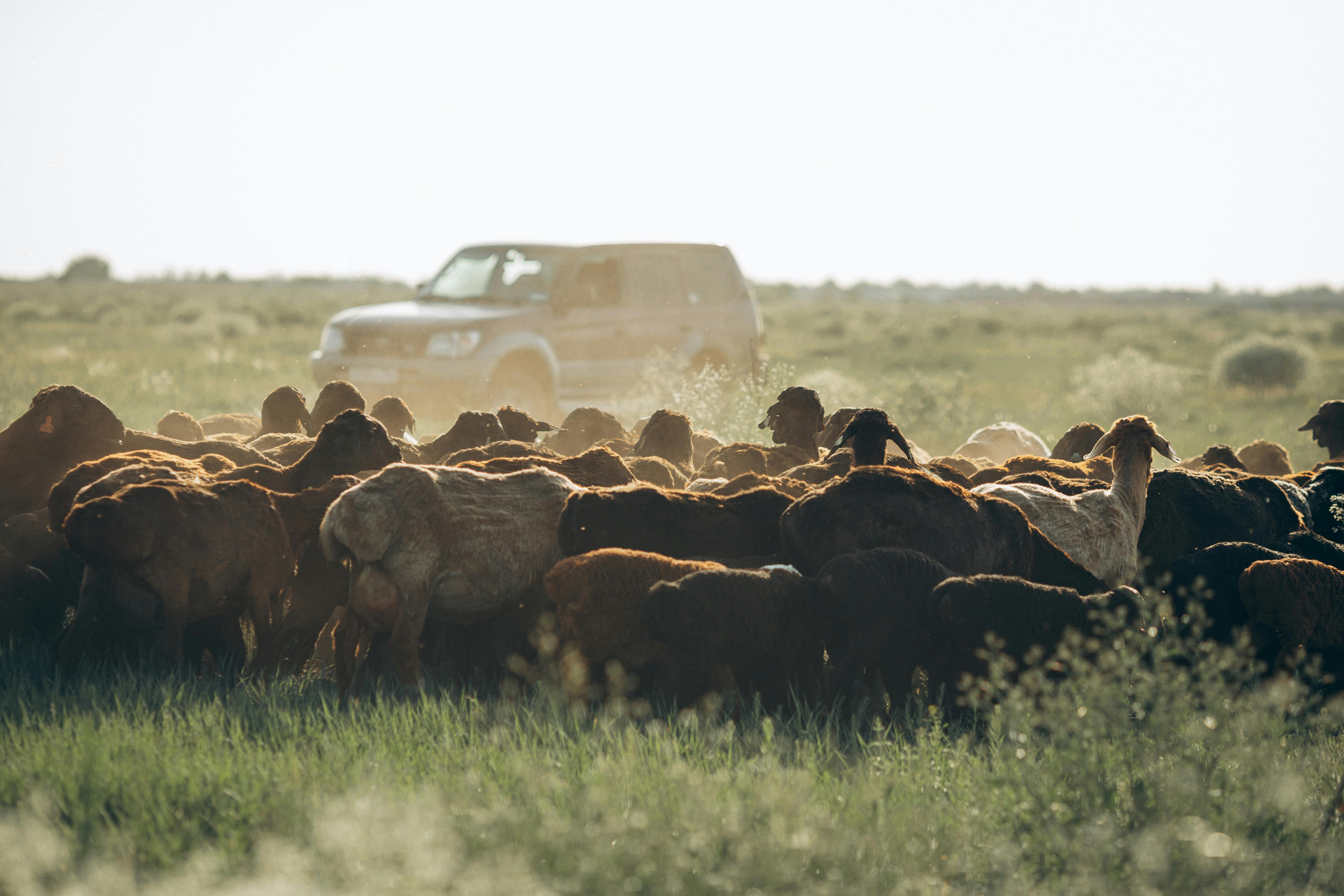 4x4 Vehicle Photos, Download The BEST Free 4x4 Vehicle Stock Photos ...