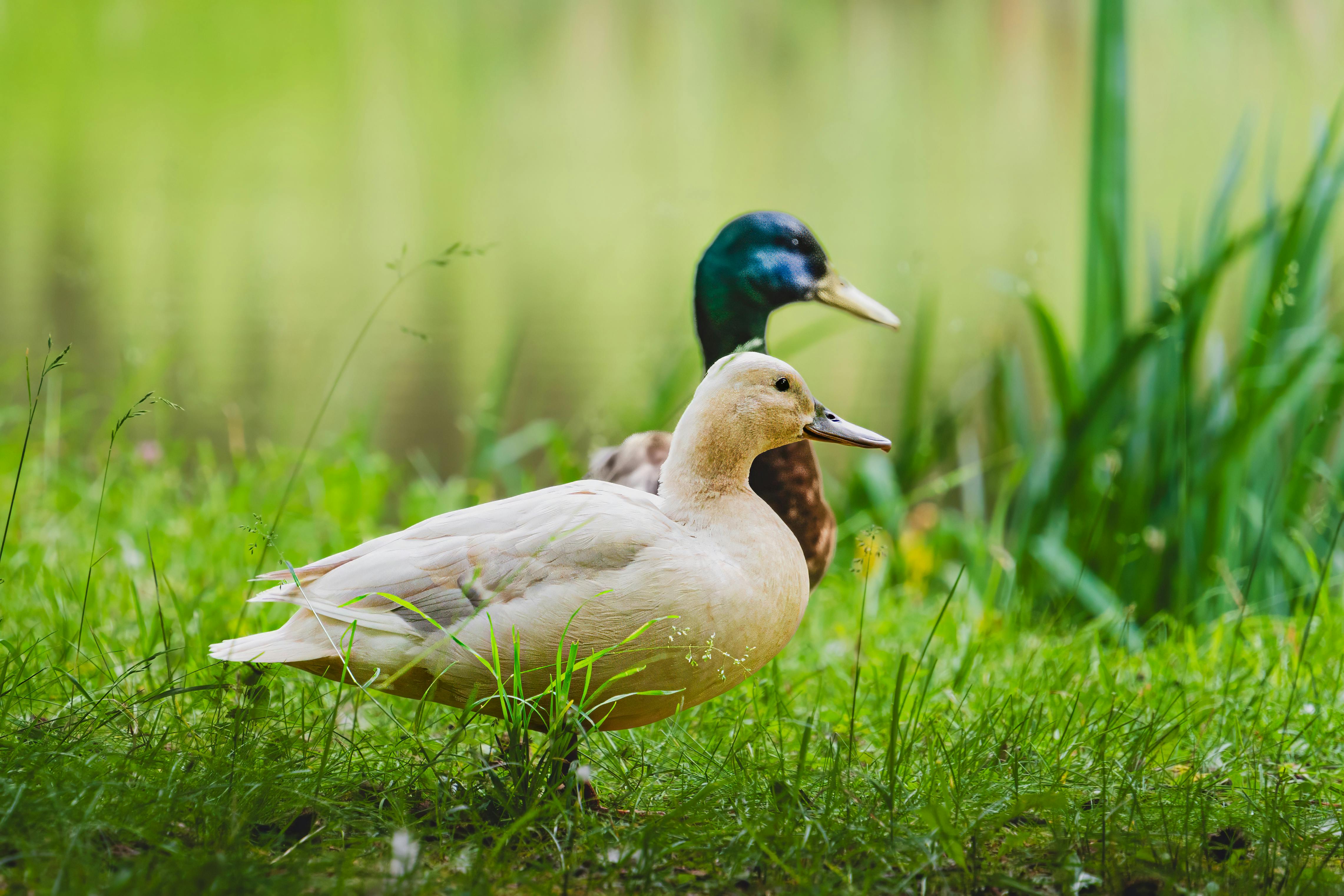 Albino Wild Duck and Drake by the River · Free Stock Photo