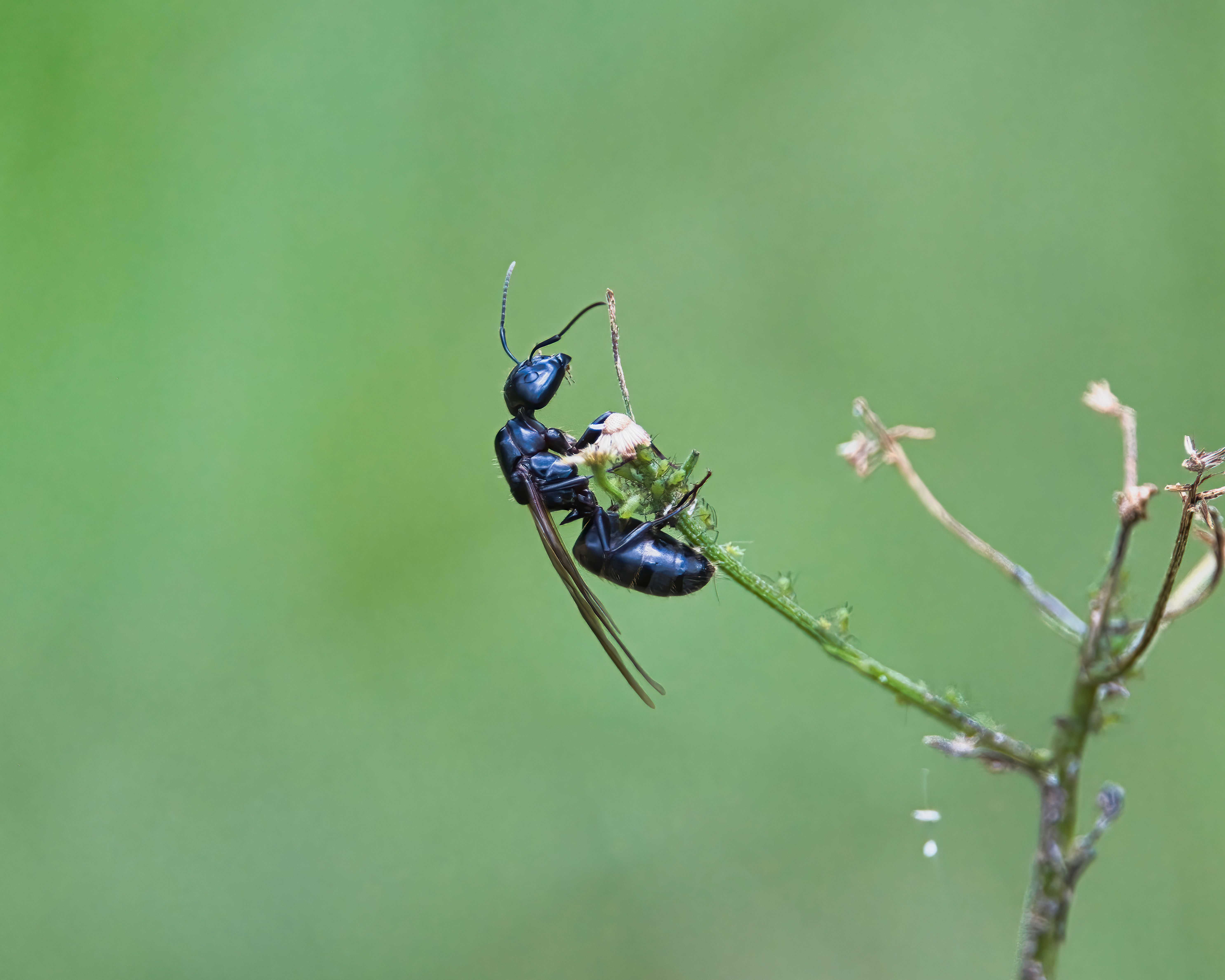 Close-Up of Mud Dauber Wasps on Plant Stem · Free Stock Photo