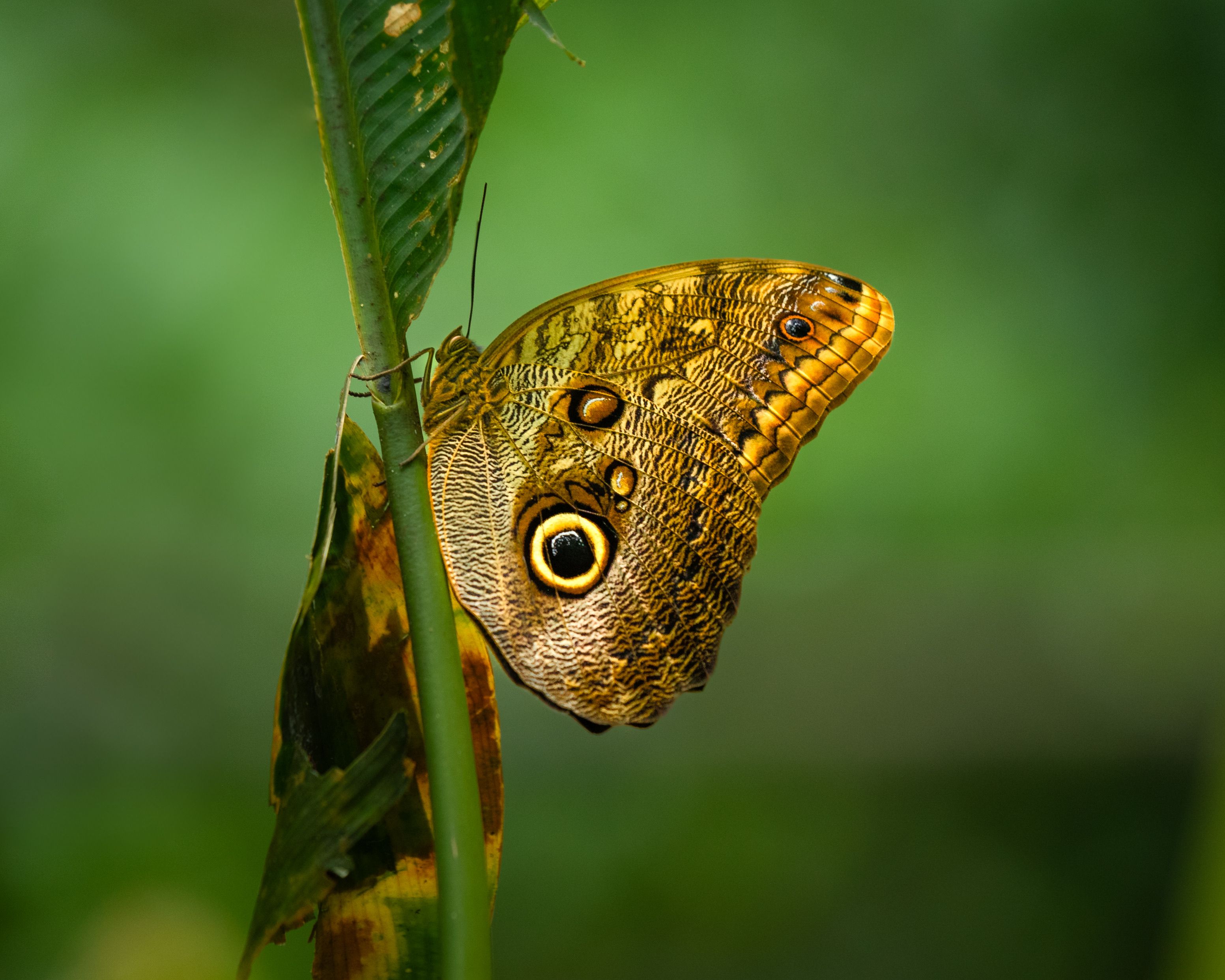 Mariposa Buho Free Stock Photo