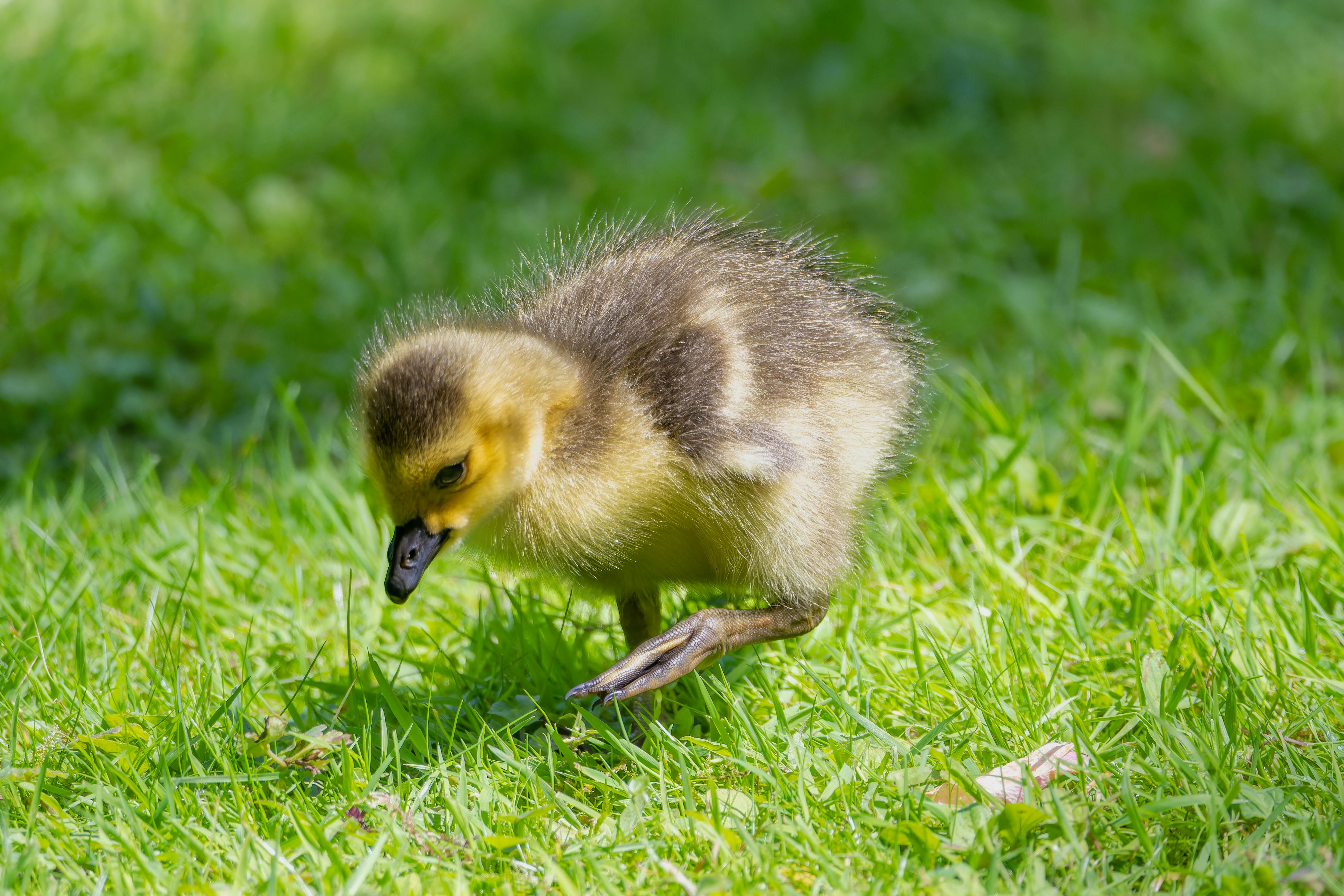A baby duckling walking on the grass · Free Stock Photo