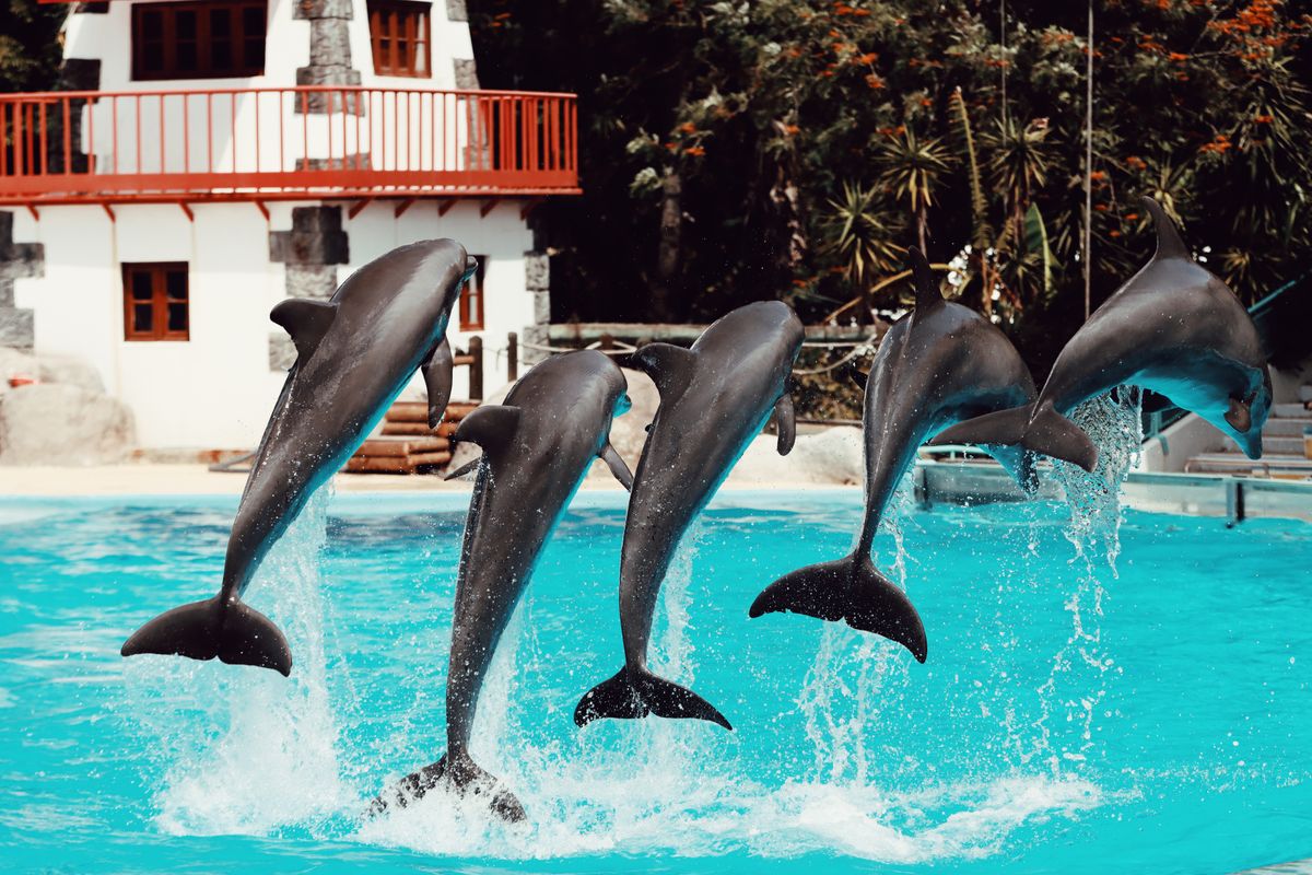 Dolphins+At+A+Zoo Photos, Download The BEST Free Dolphins+At+A+Zoo ...