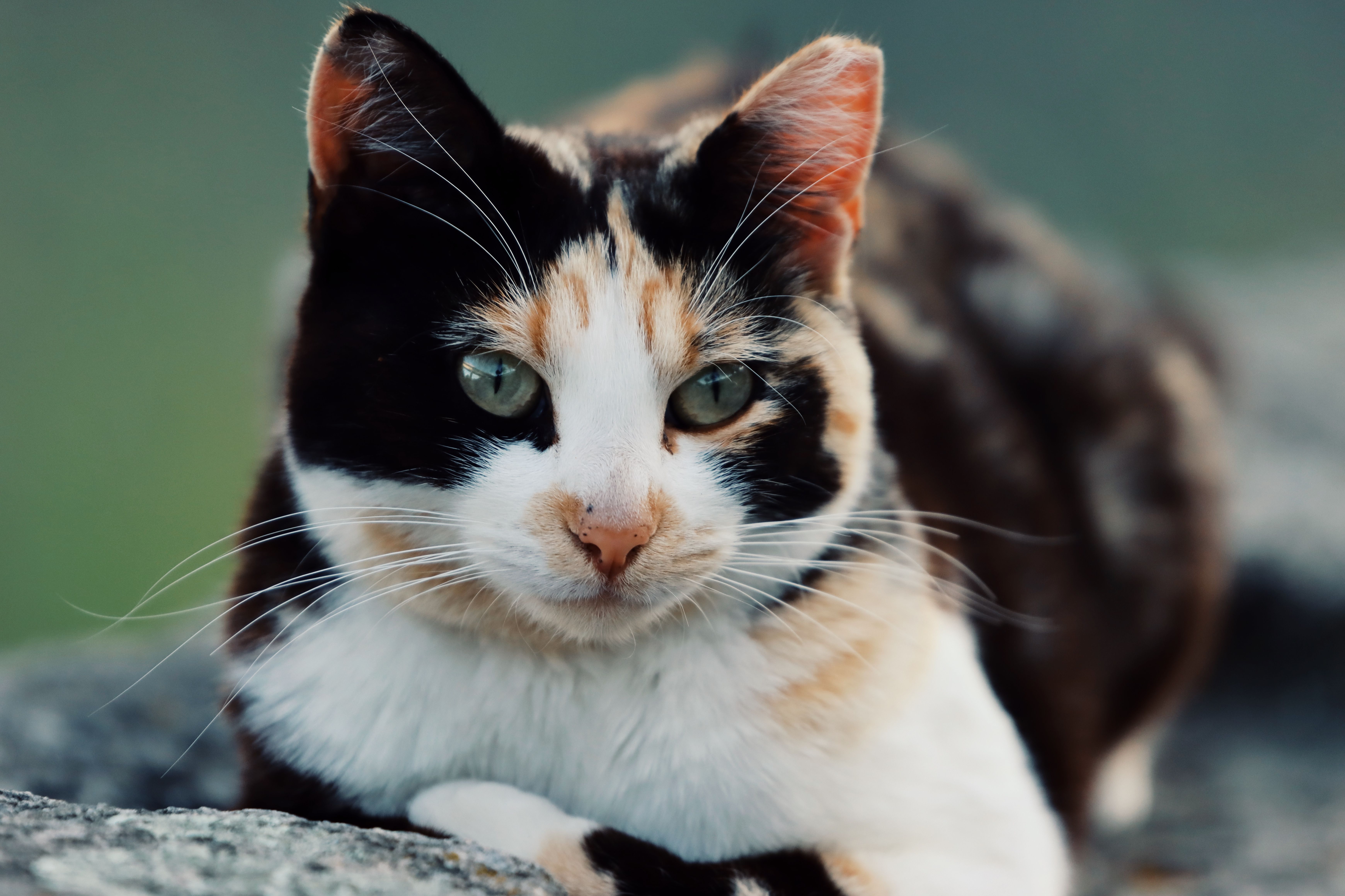 A Cat Photos, Download The BEST Free A Cat Stock Photos & HD Images