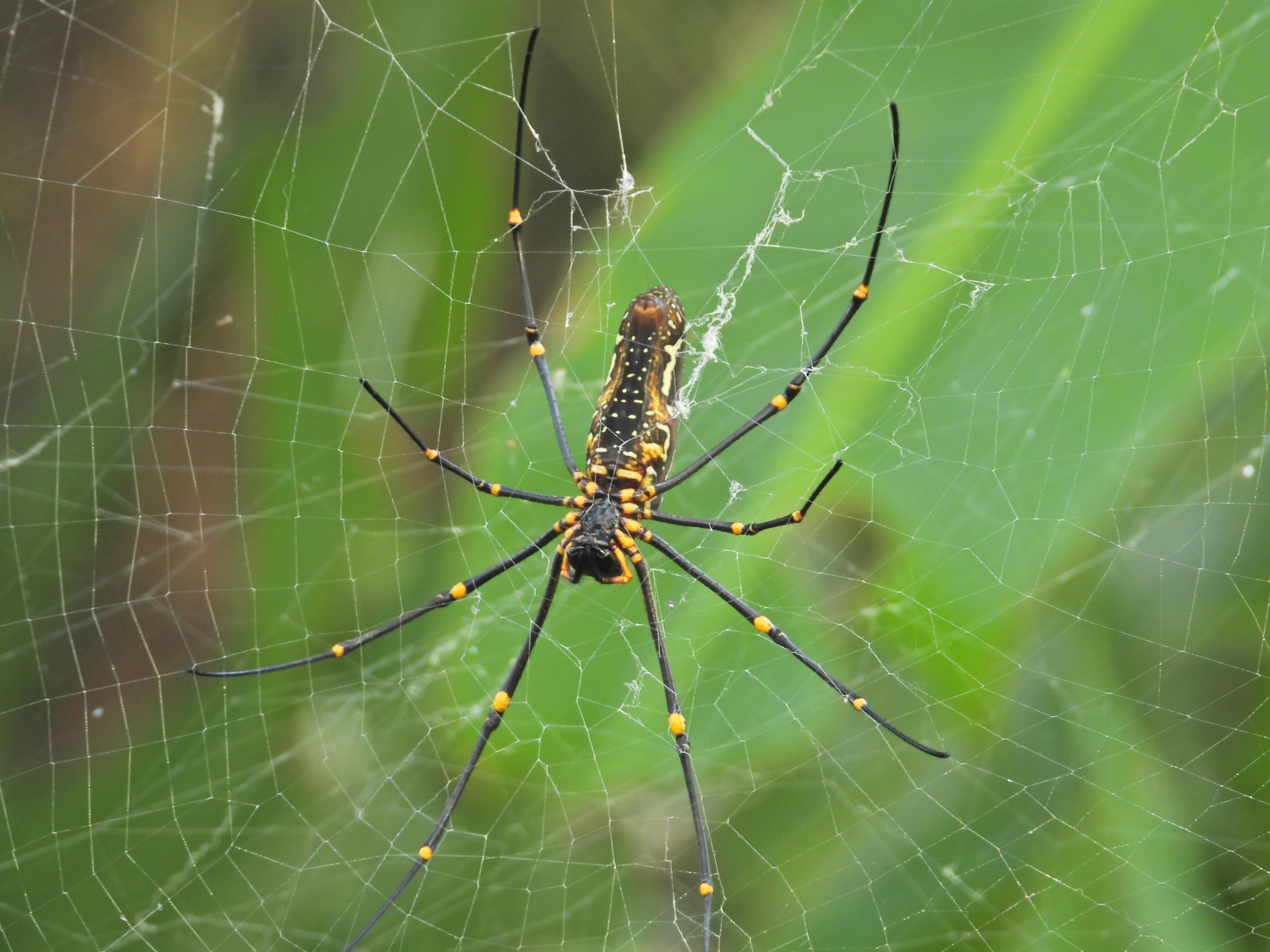 Northern Golden Orb Weaver Tropical Spider in Middle of Web · Free ...
