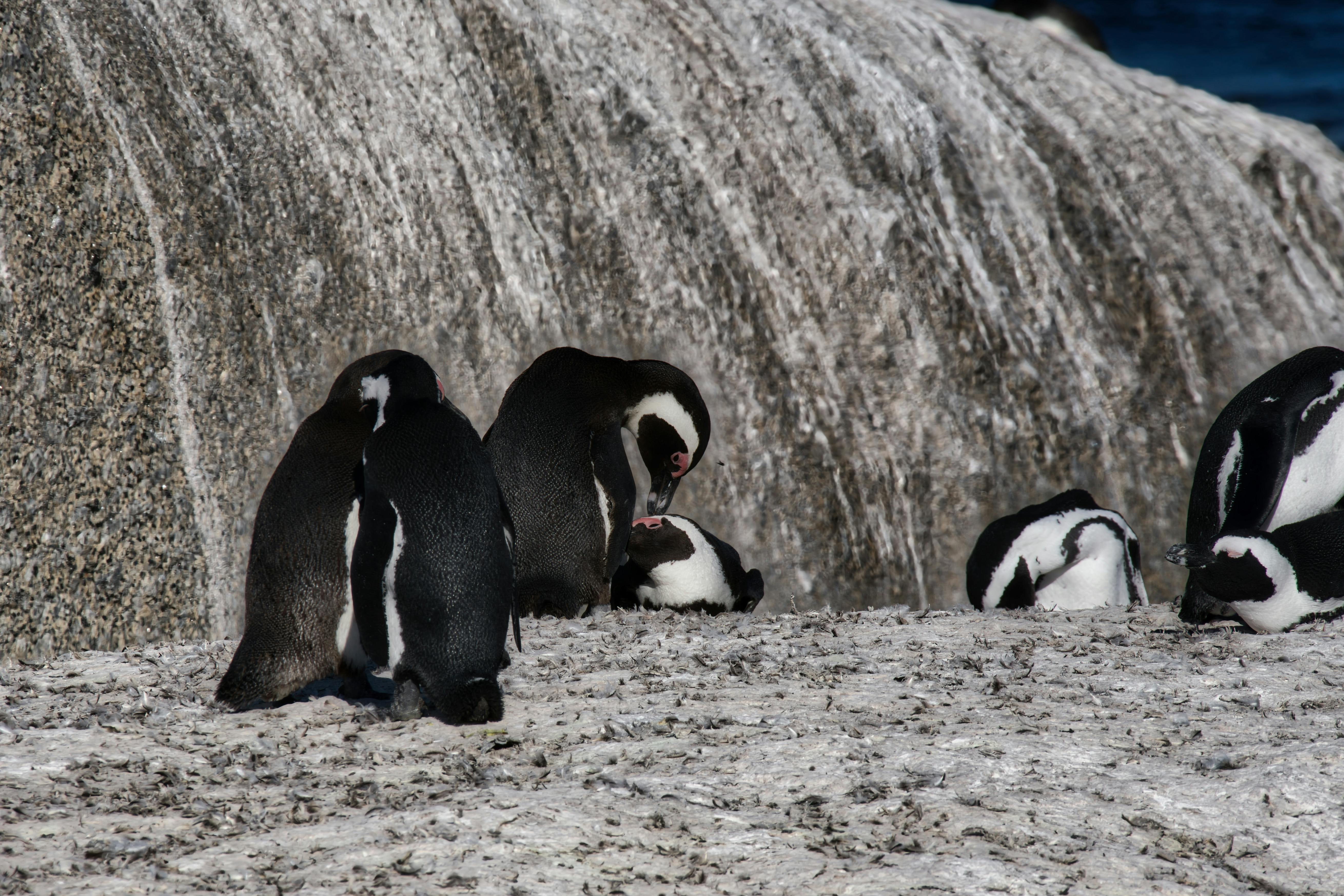 Flock of Magellanic Penguins on the Rock · Free Stock Photo