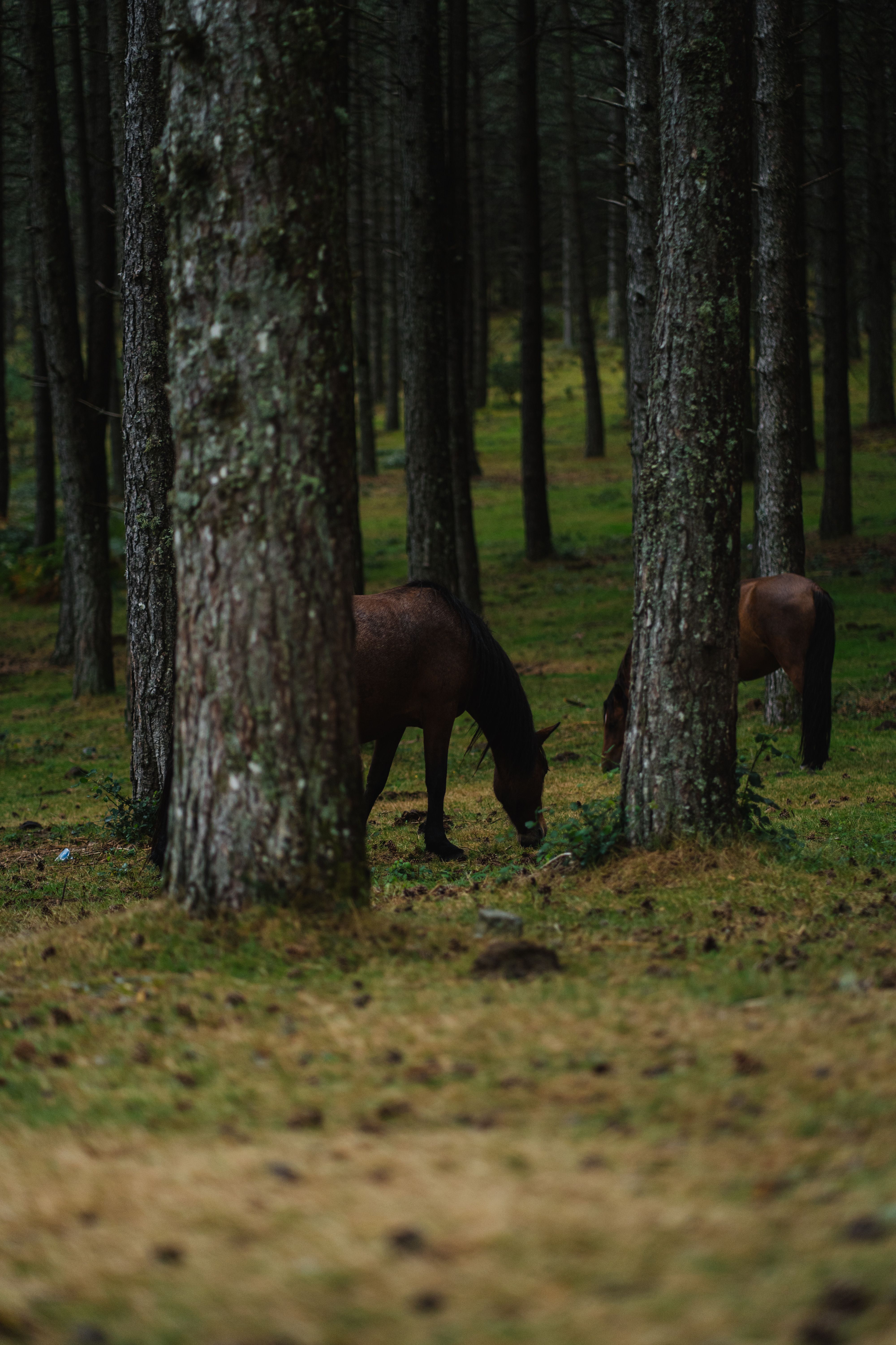 Gorse Horses Photos, Download The BEST Free Gorse Horses Stock Photos ...