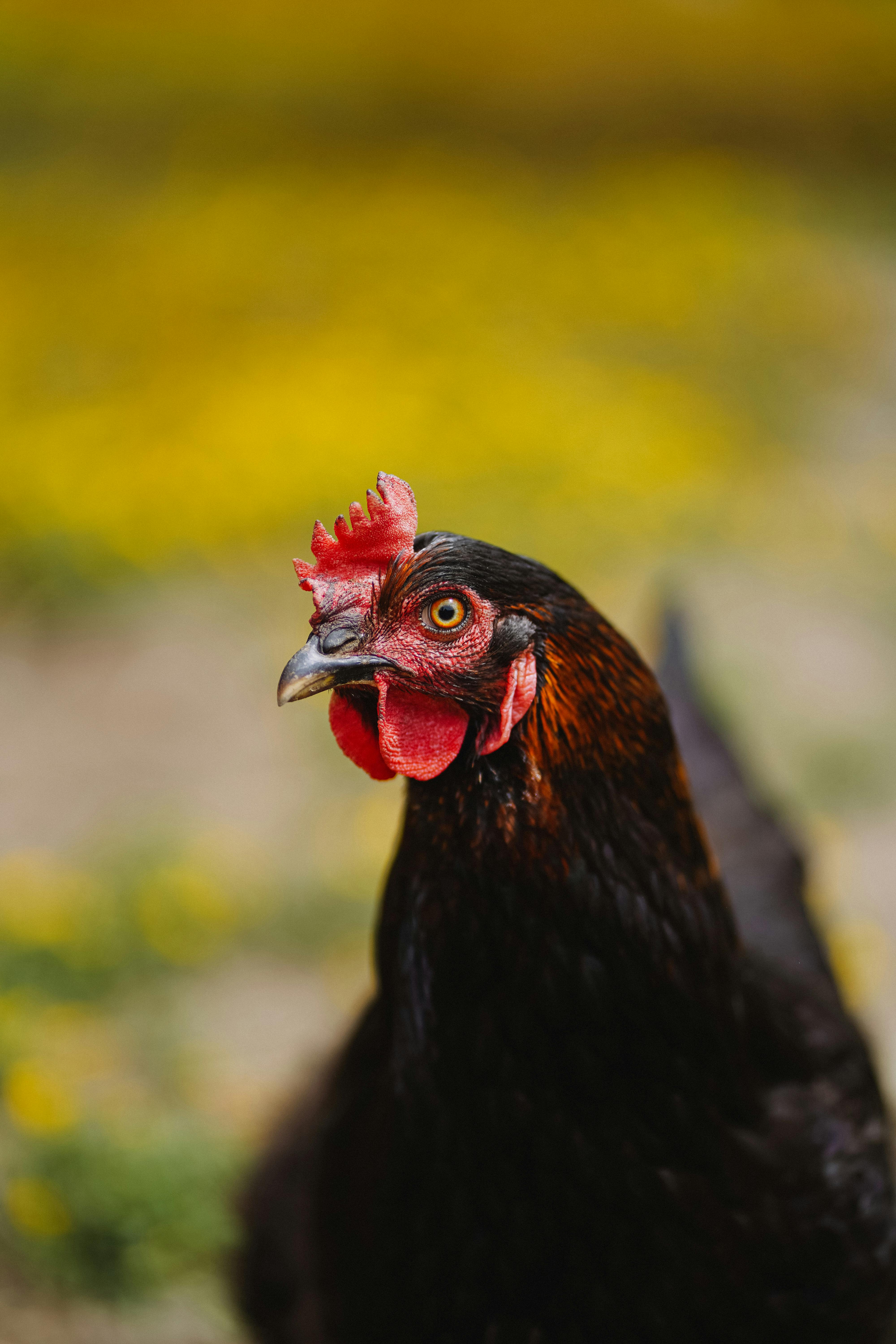 Portrait of Hen · Free Stock Photo