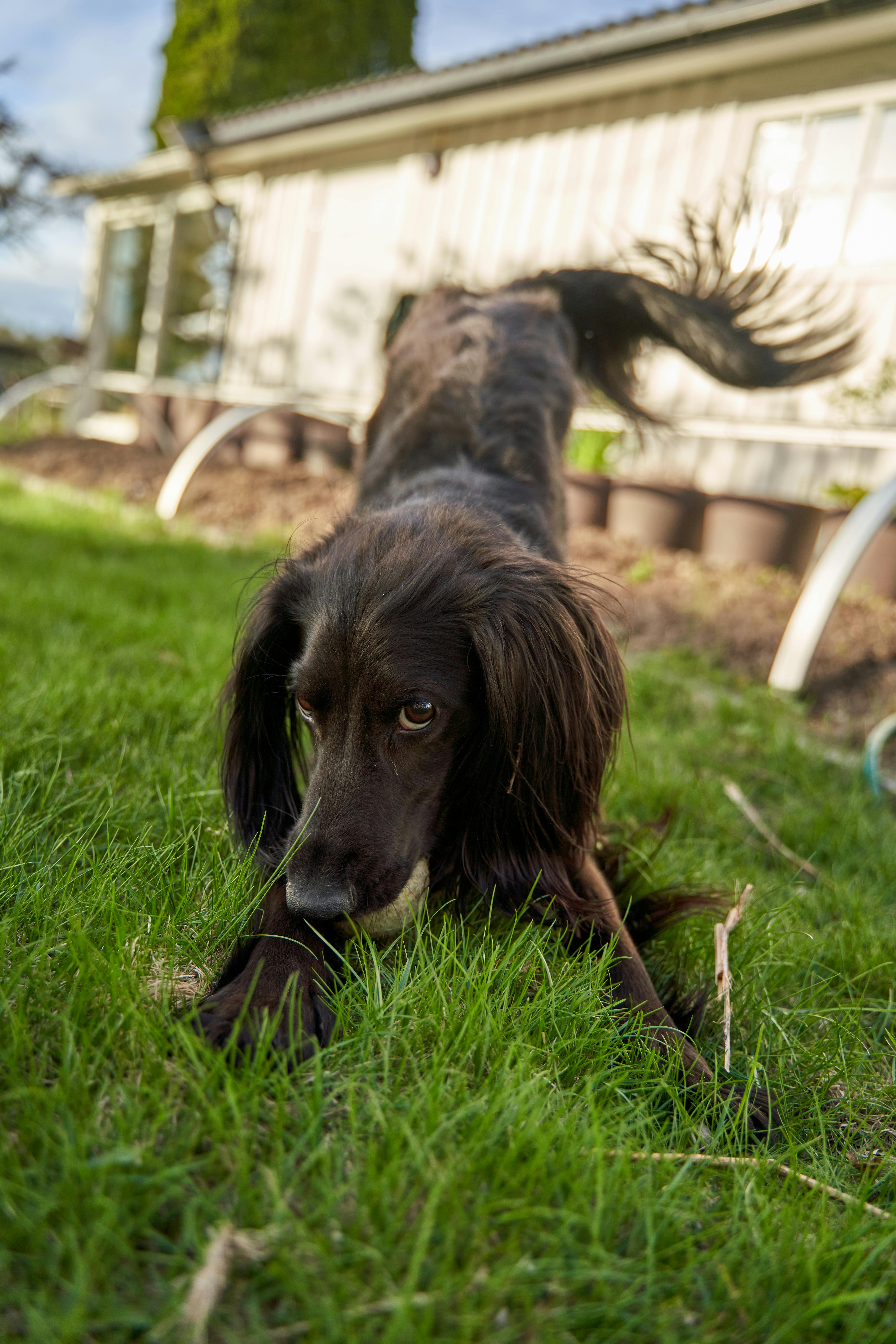 Beautiful black Irish setter mix dog is playing with a ball in the ...