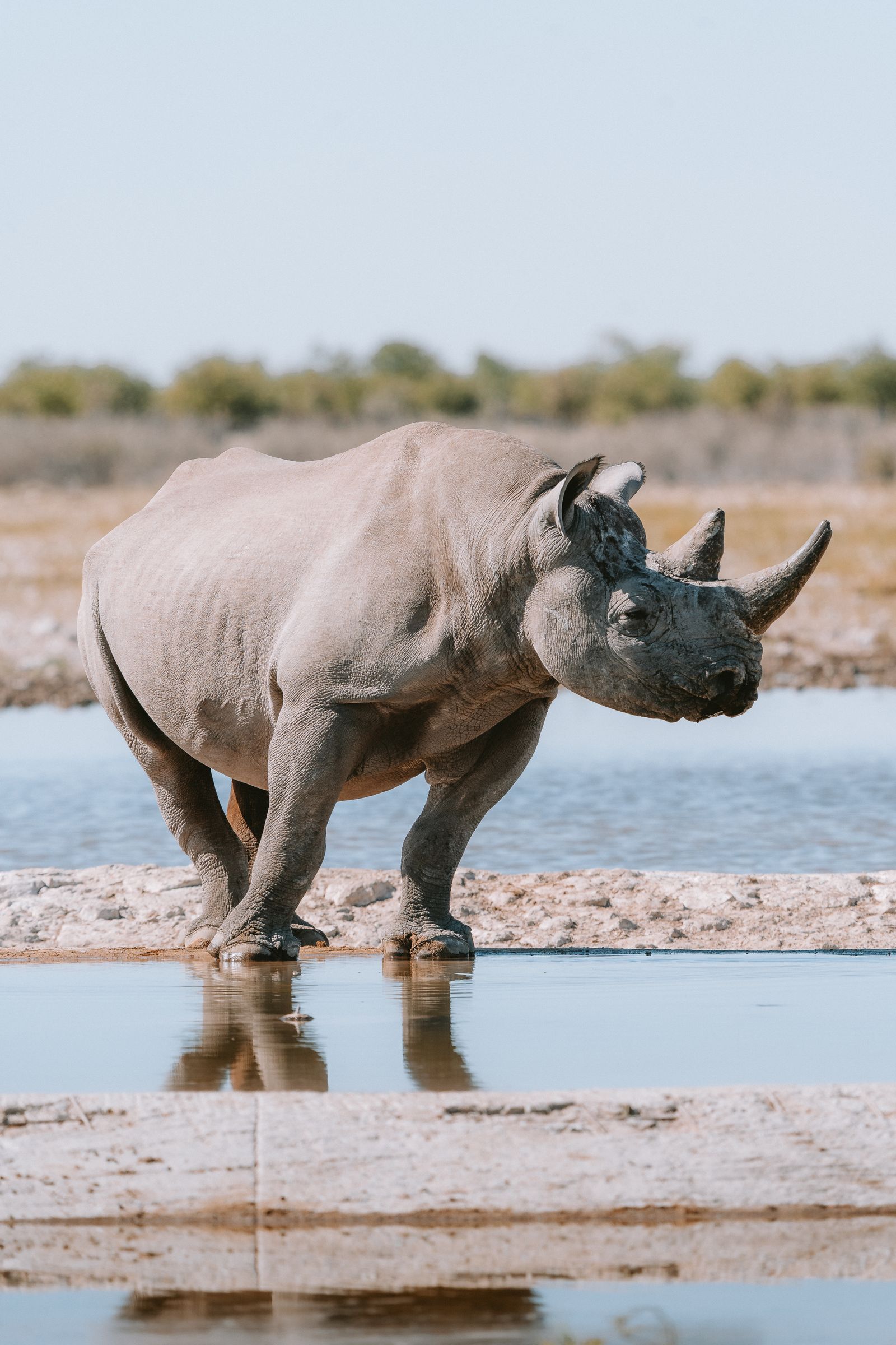 Rhino Photos, Download The BEST Free Rhino Stock Photos & HD Images