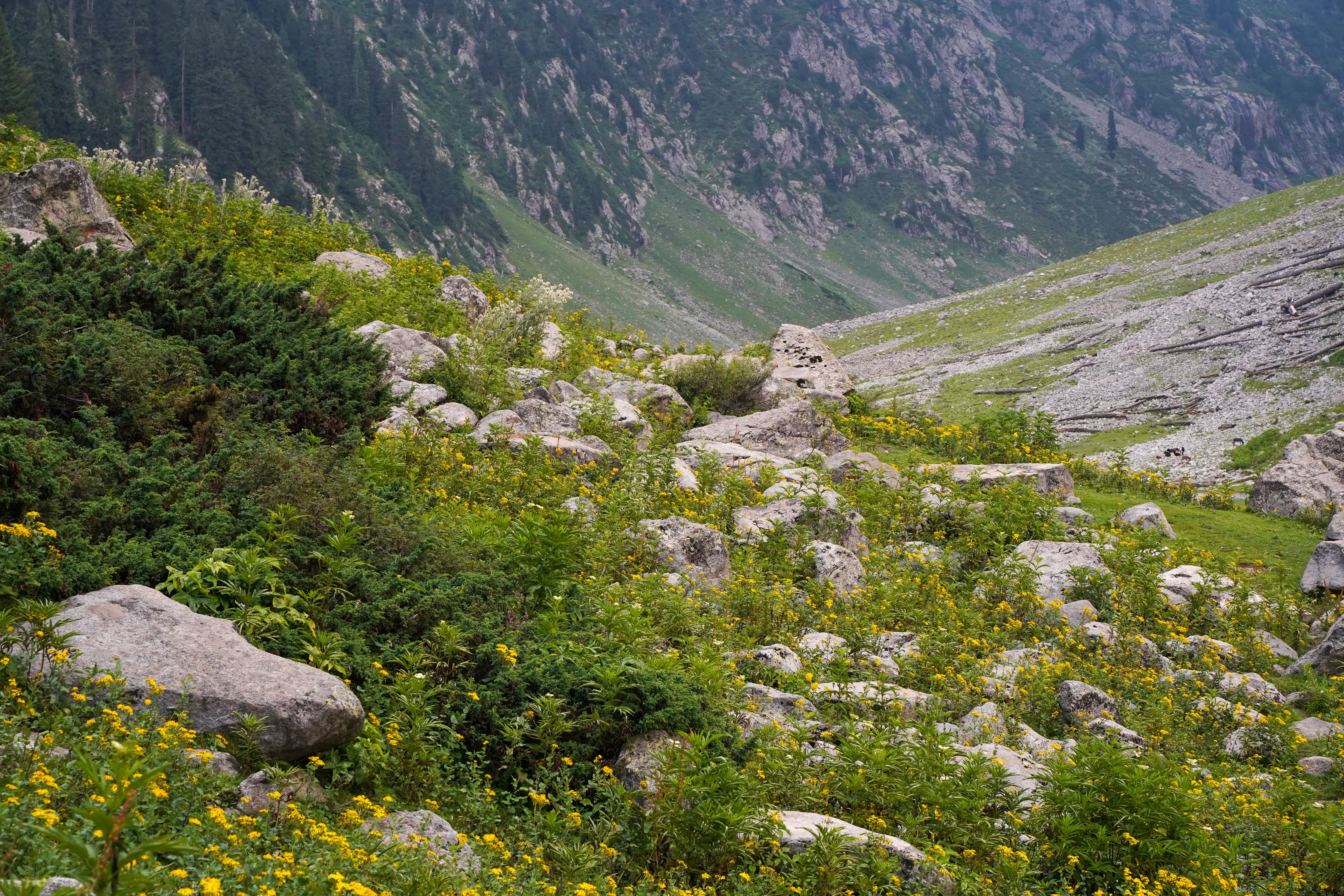 Rocks in a Mountain Valley · Free Stock Photo