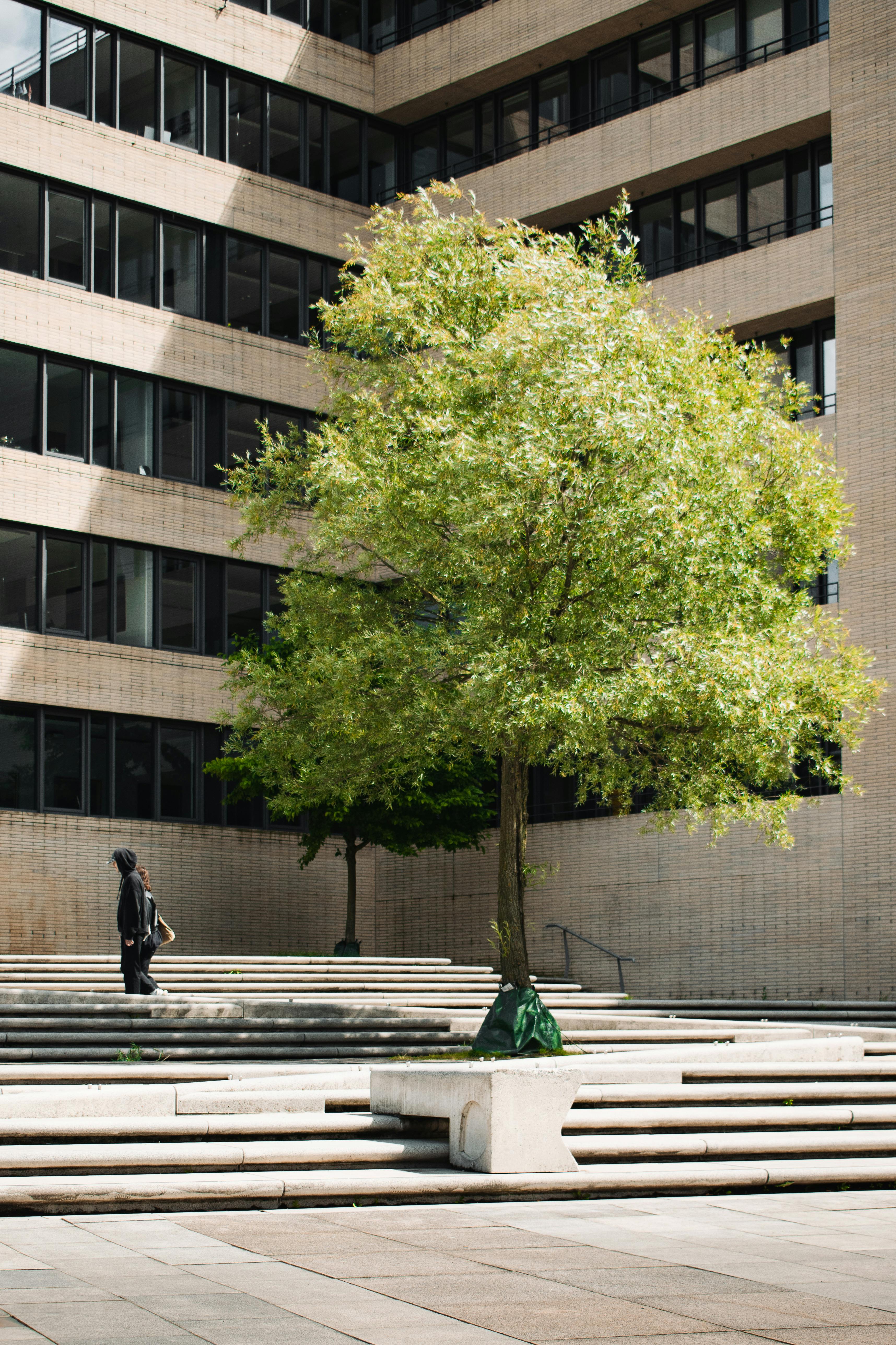 Tree near Building Corner · Free Stock Photo