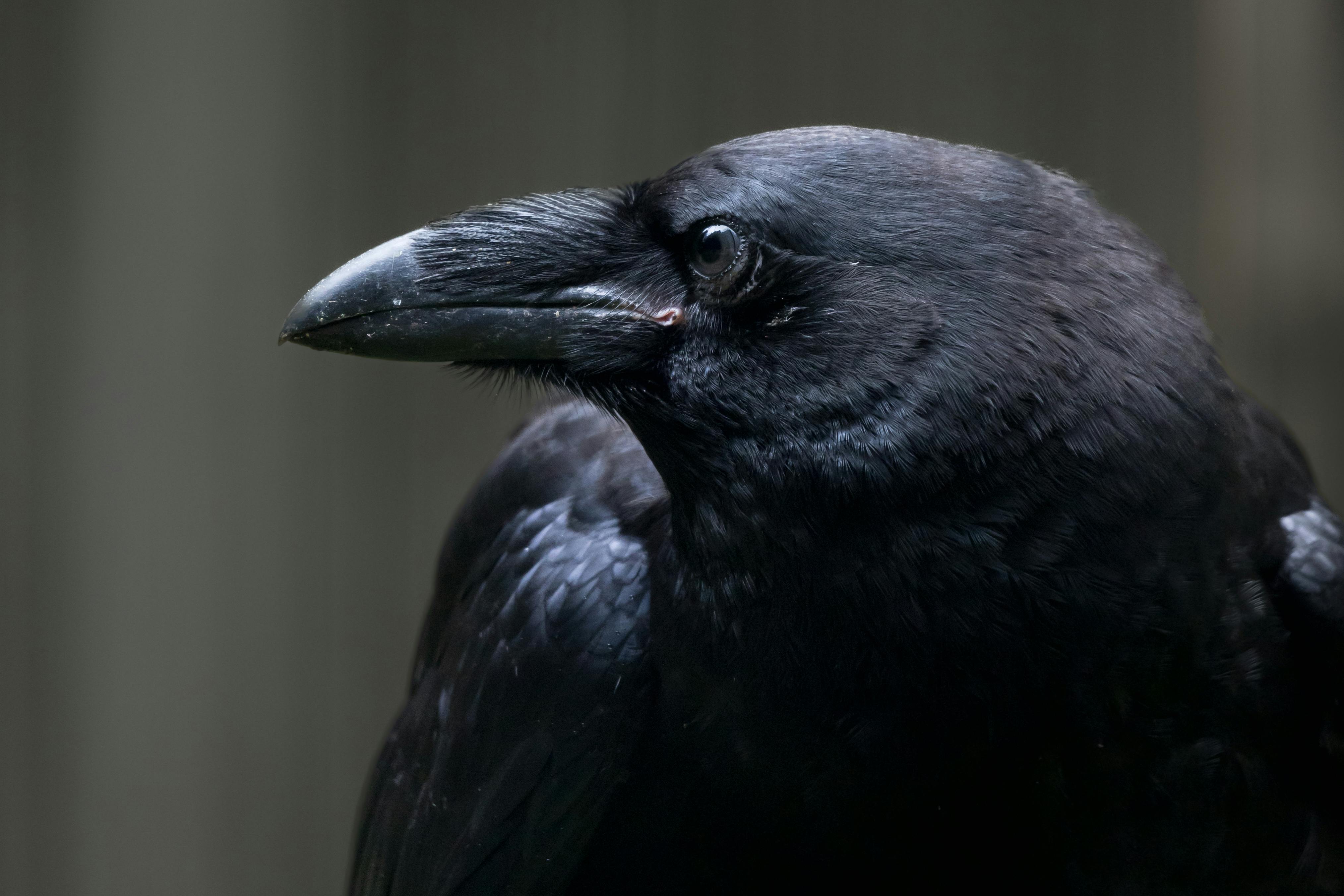 Close up of a Raven · Free Stock Photo