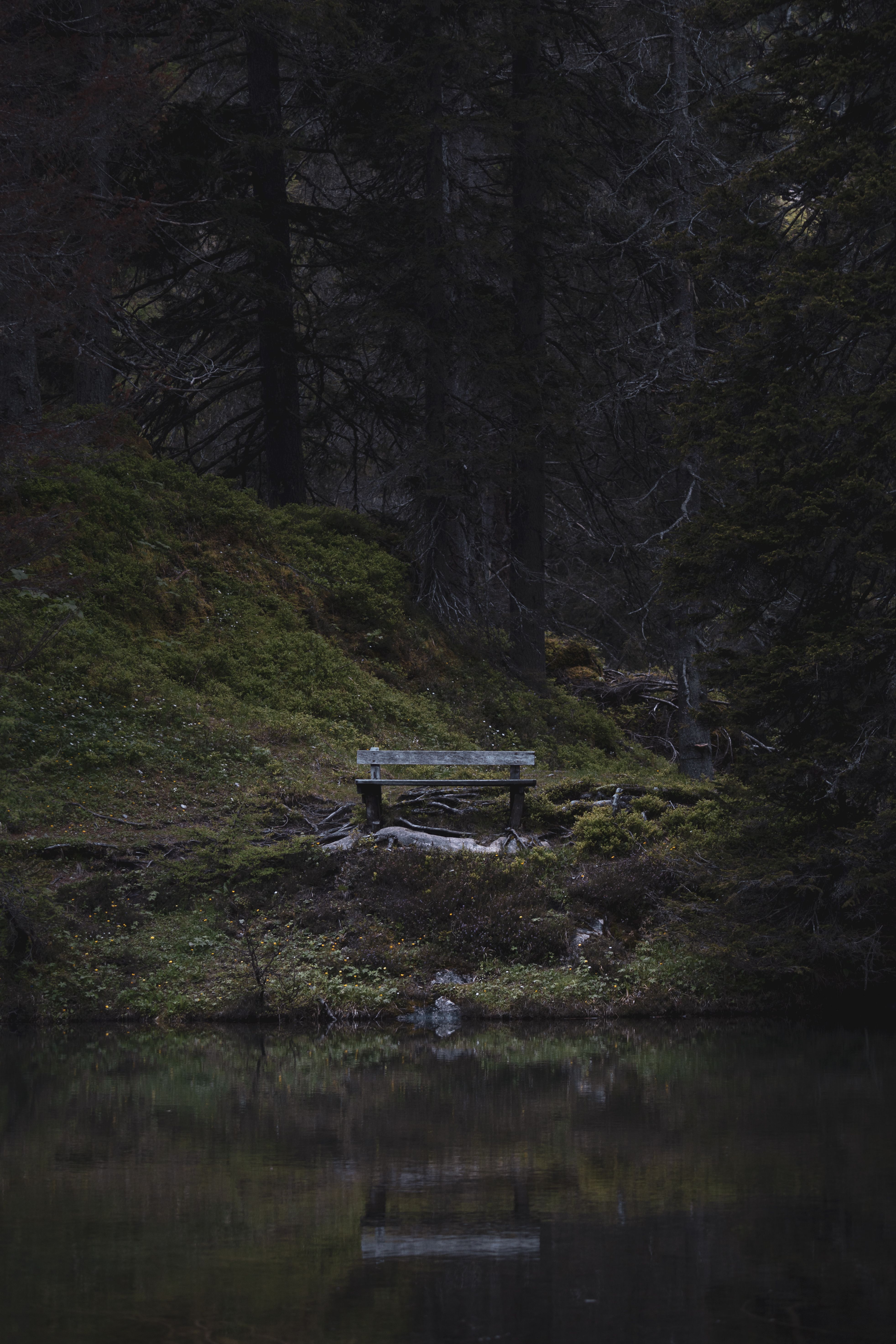 Forest Quiet Peace Silence Photos, Download The BEST Free Forest Quiet ...