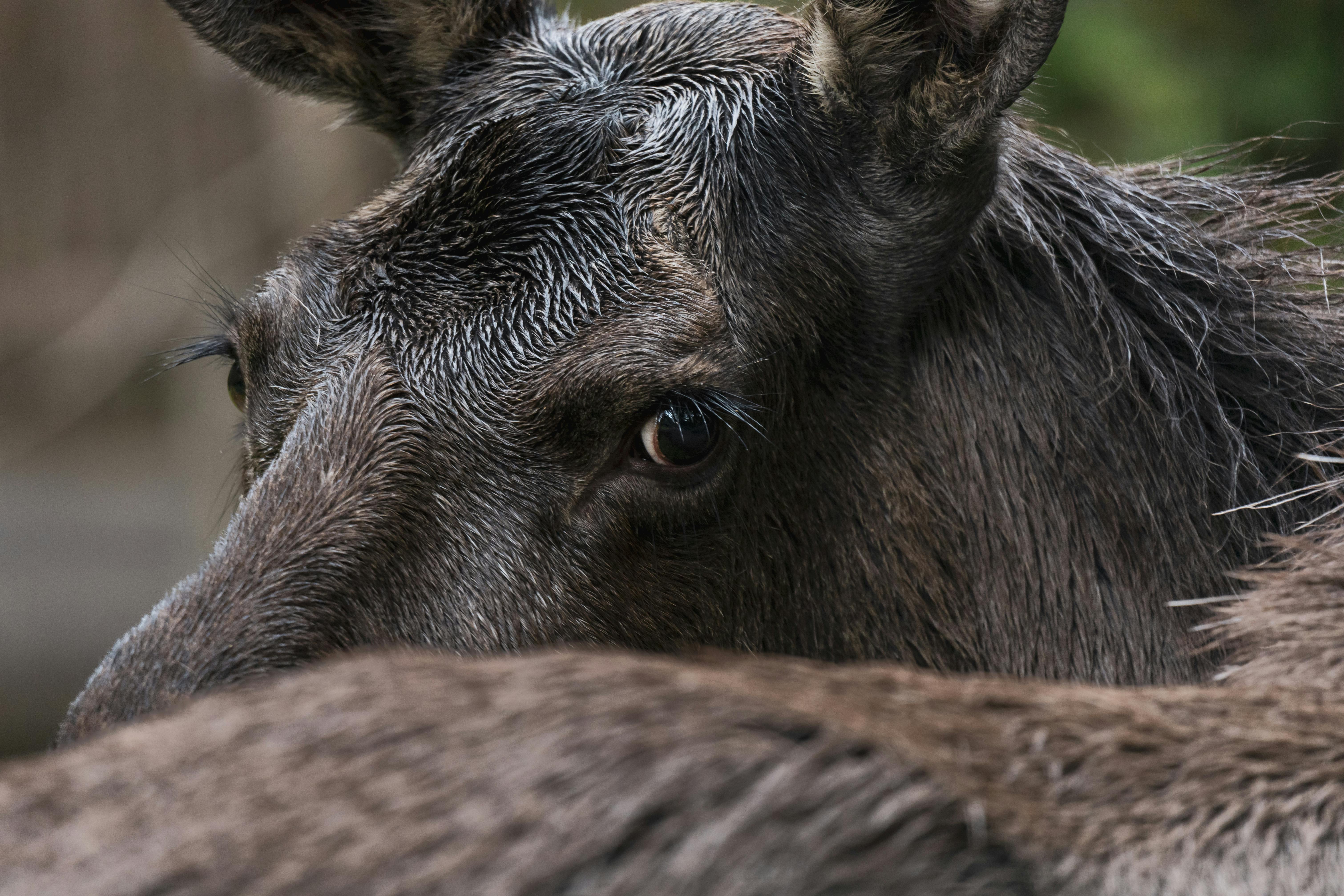 Head of Moose · Free Stock Photo
