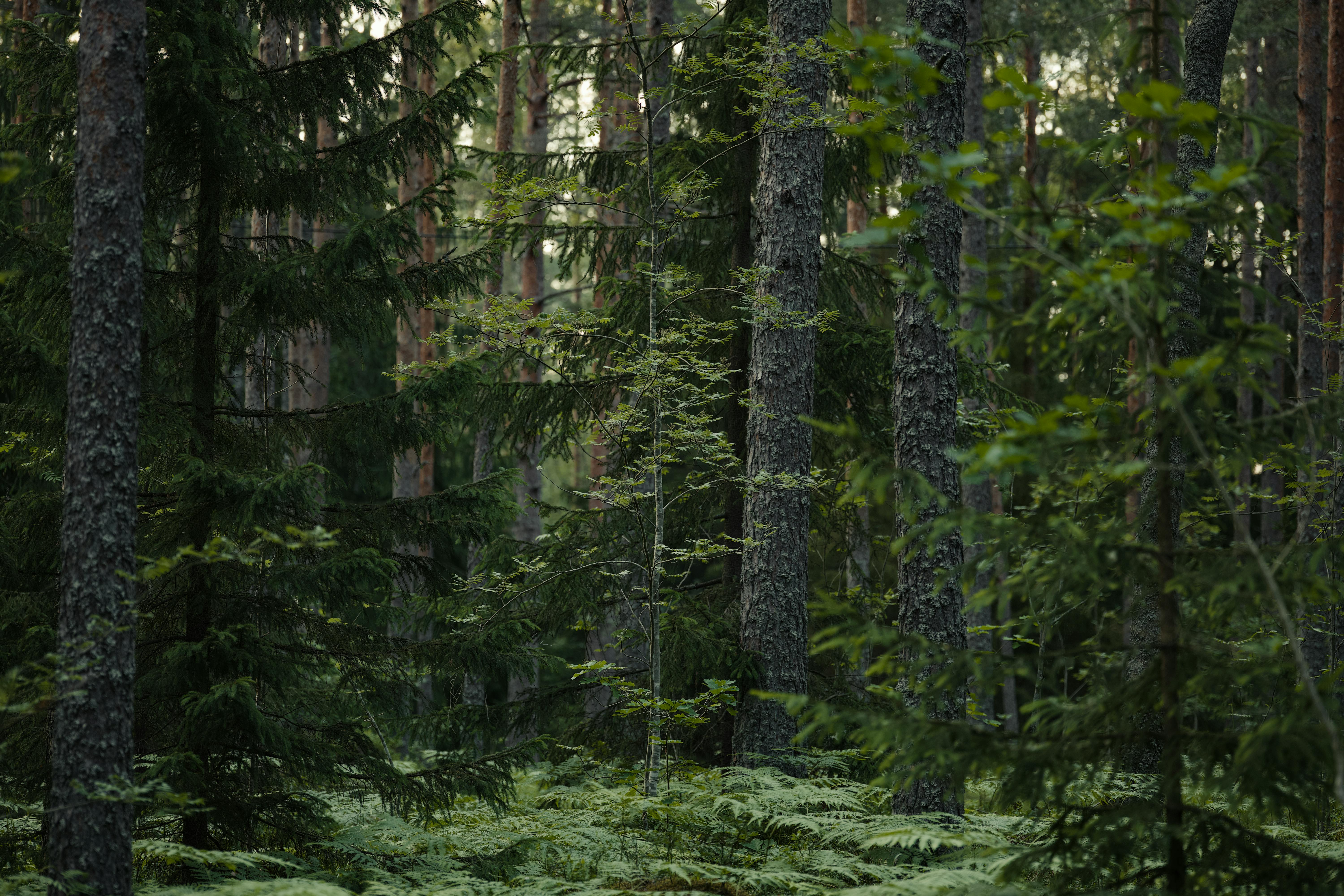 Deep, Evergreen Forest · Free Stock Photo