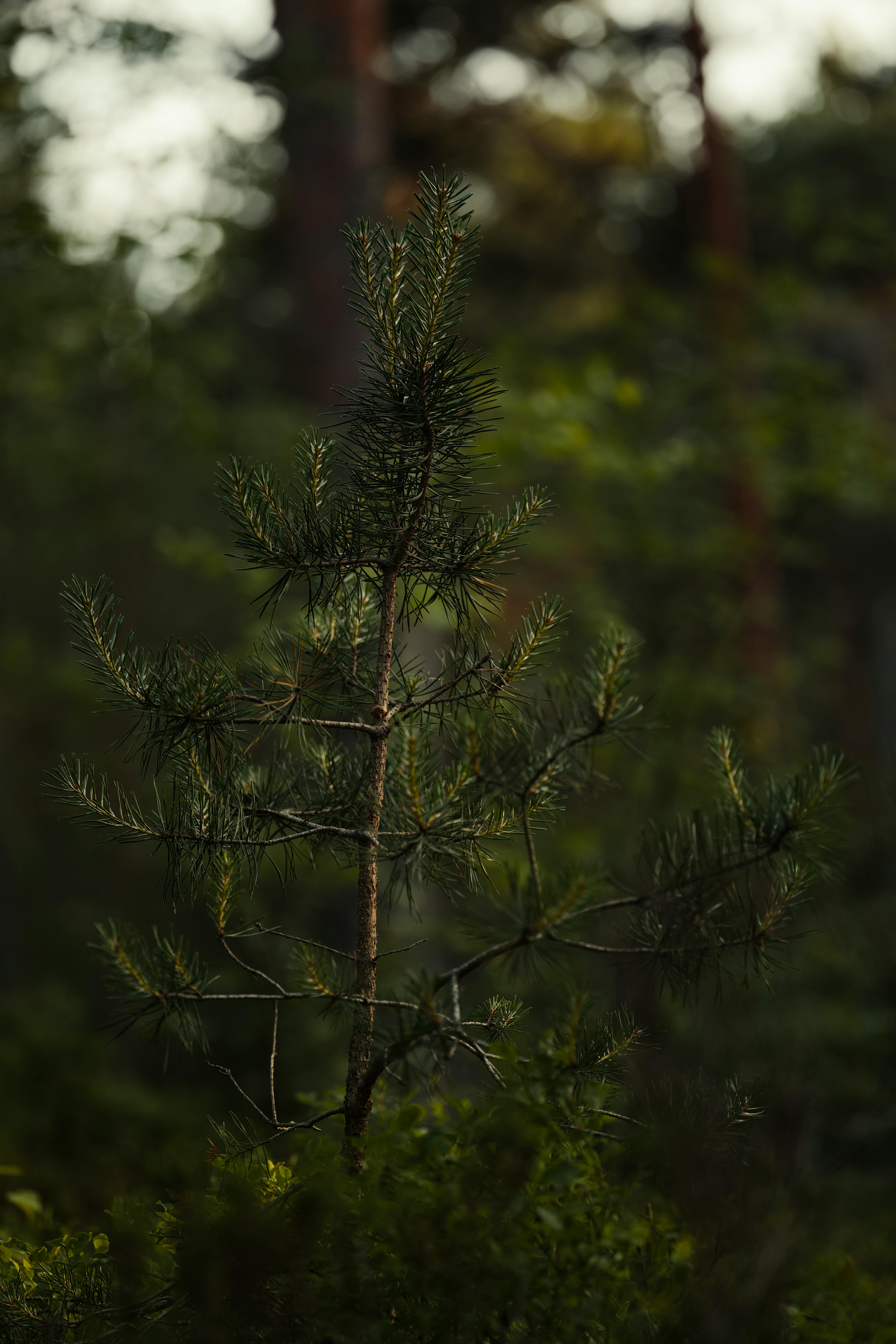 Evergreen Tree in Forest · Free Stock Photo