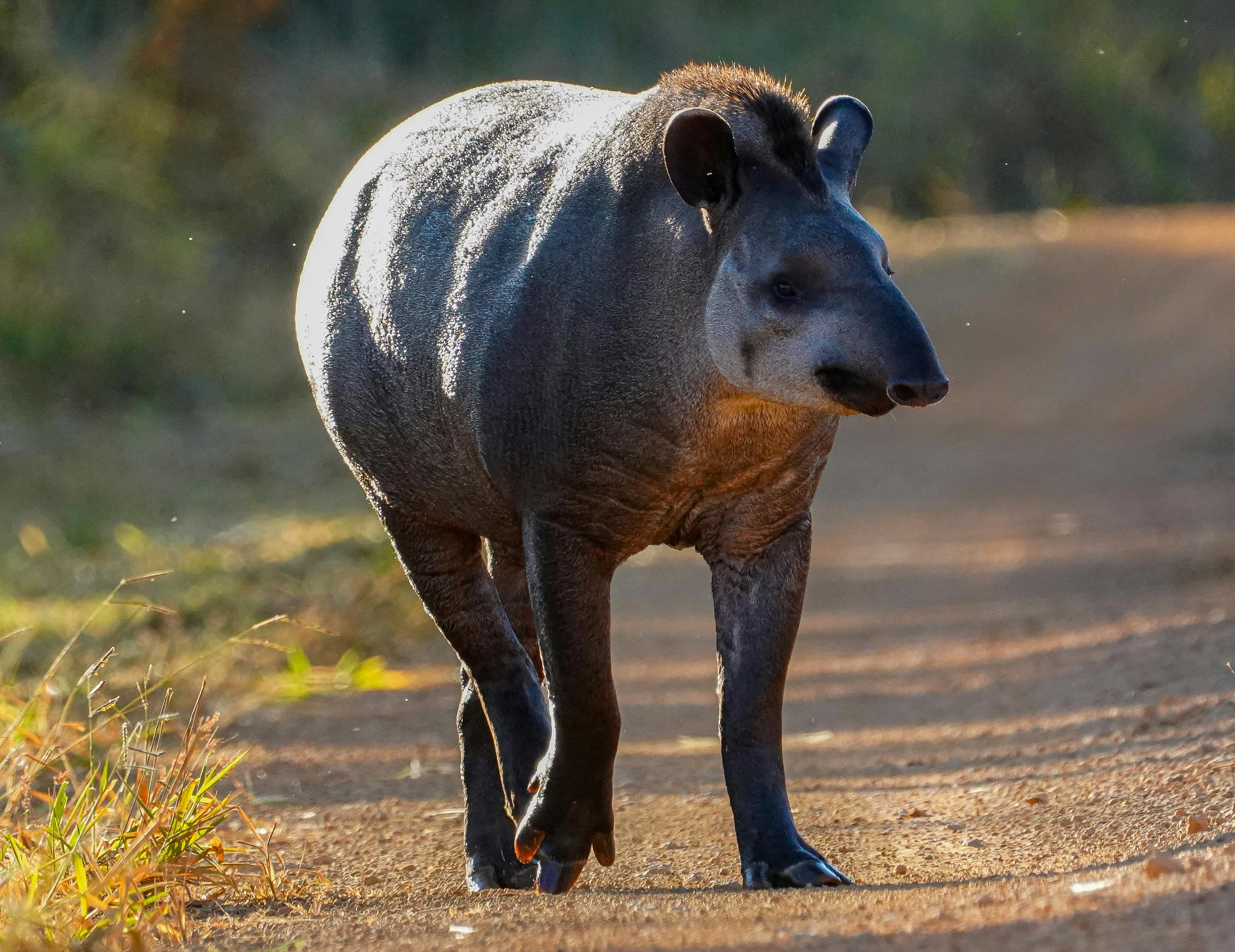 Tapir on a Path in Sunlight · Free Stock Photo
