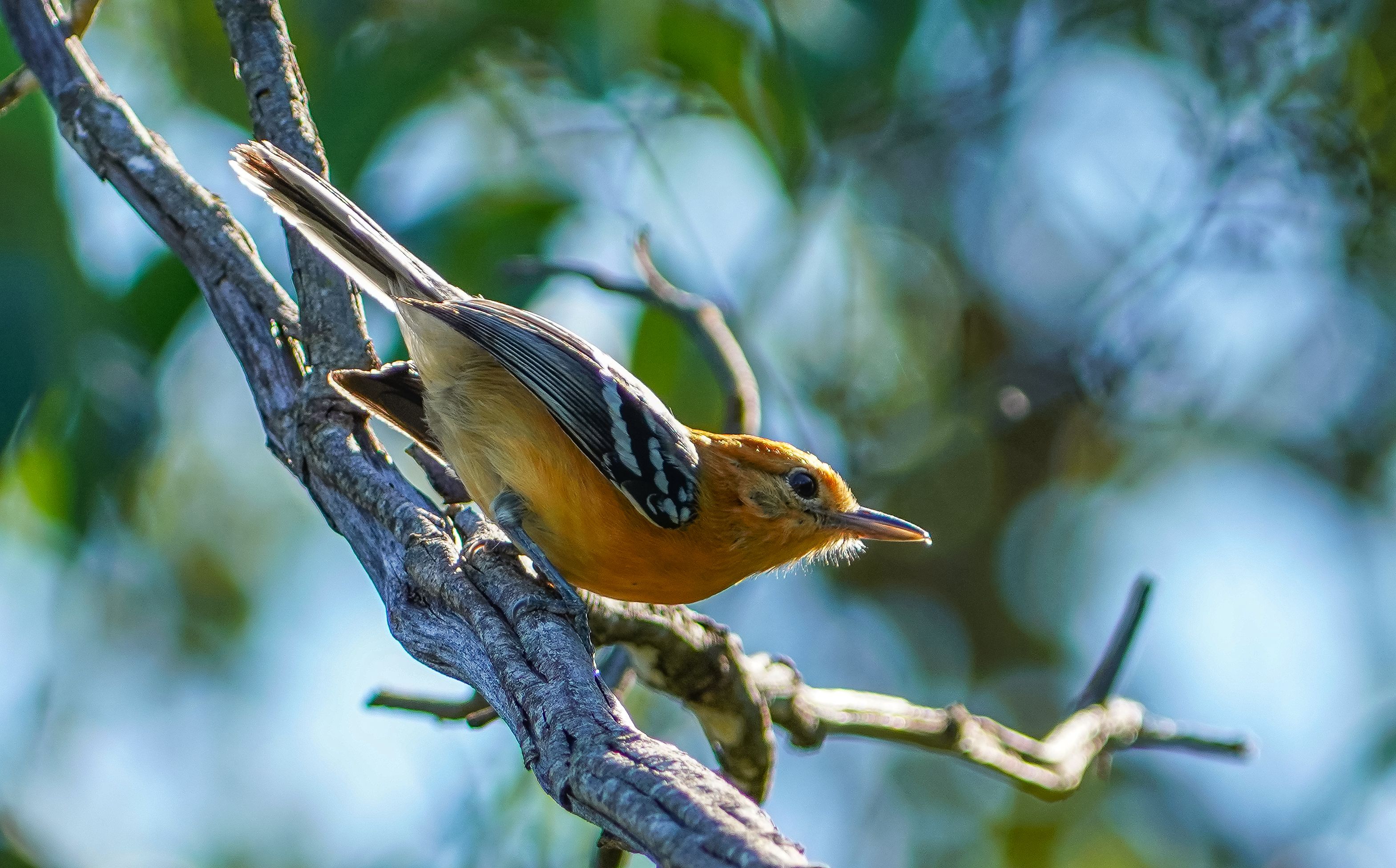 Close-up of a Small Bird Perched on a Branch · Free Stock Photo