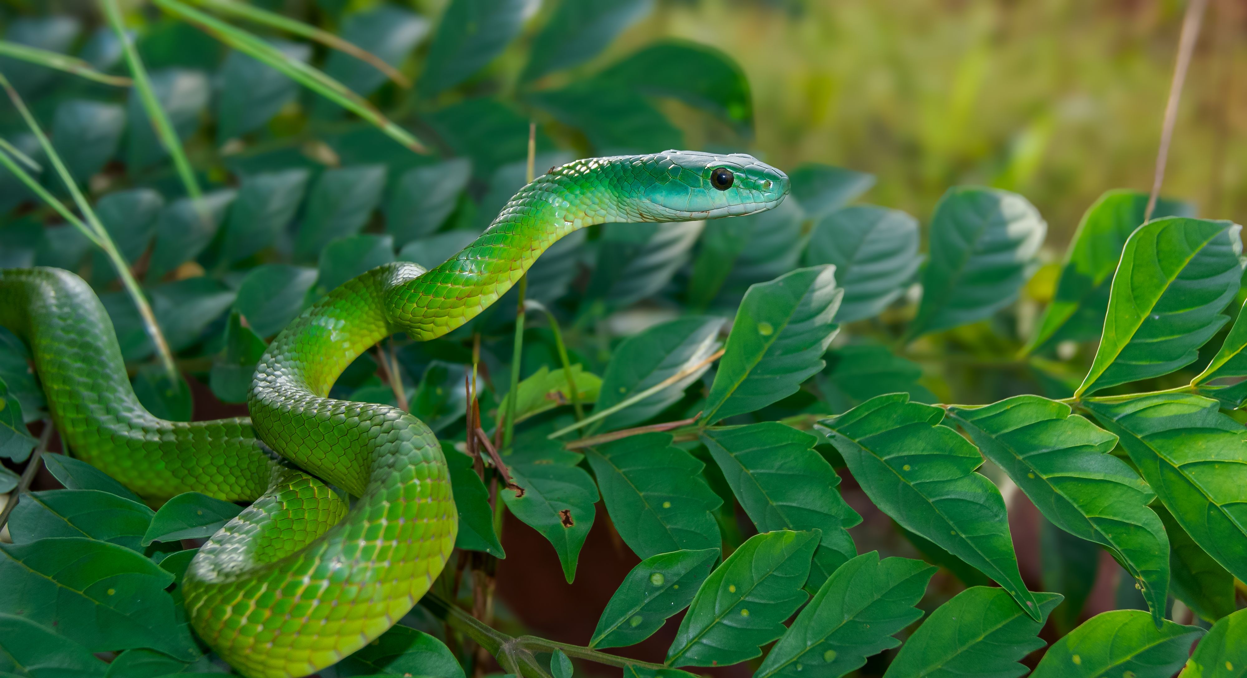Close up of a Snake · Free Stock Photo