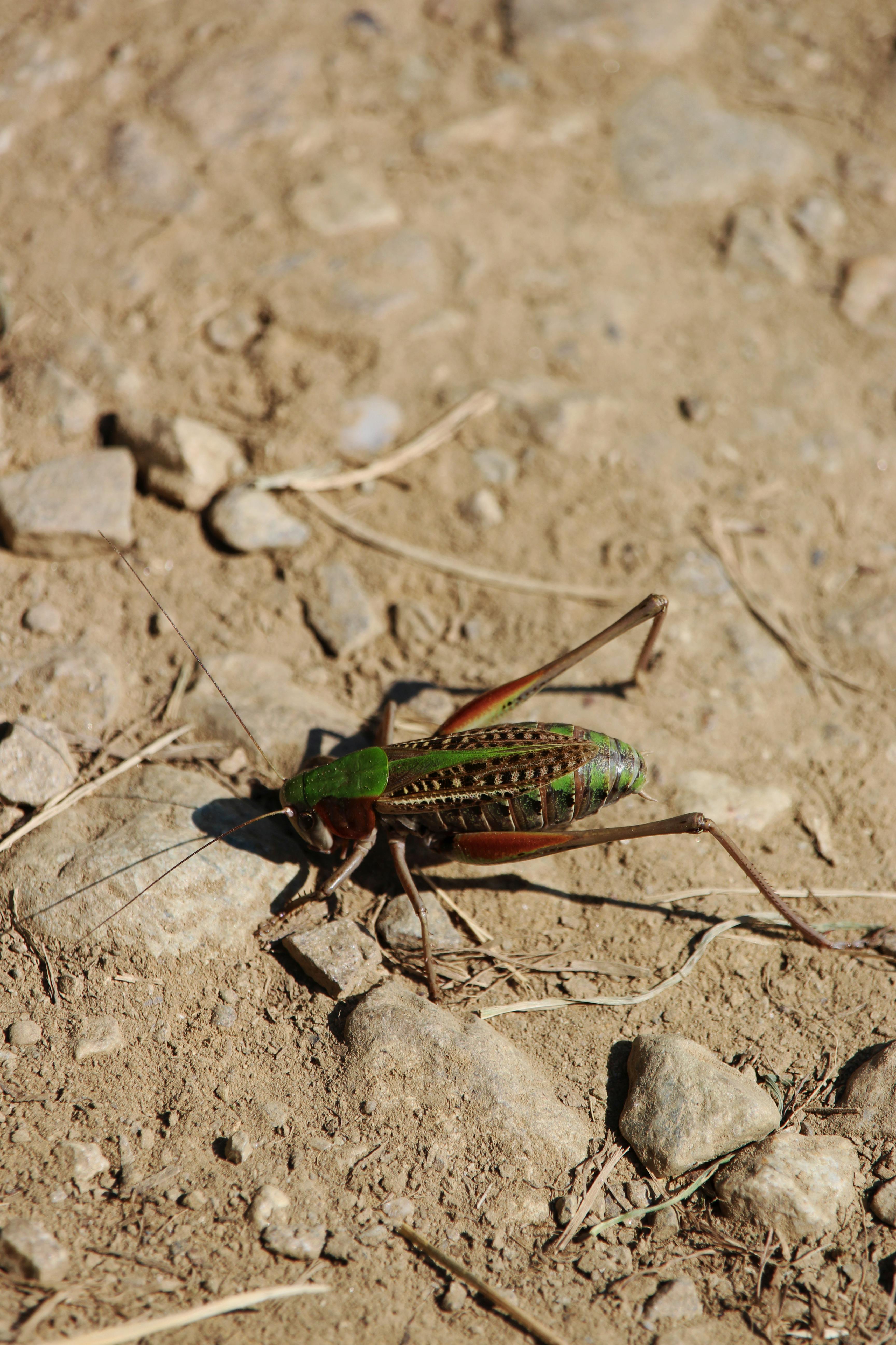 Crickets Insect Photos, Download The BEST Free Crickets Insect Stock ...
