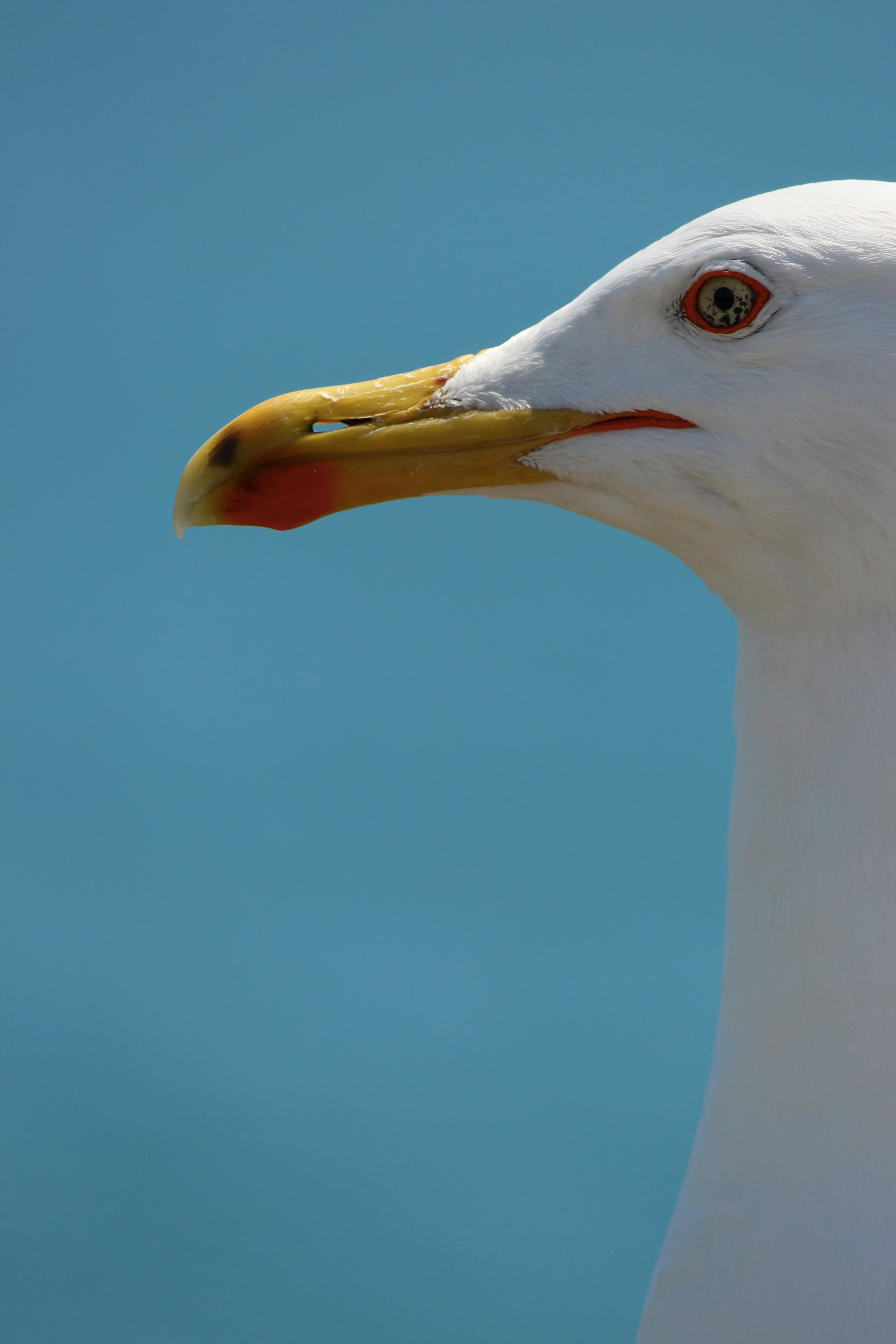 Portrait of Seagull · Free Stock Photo